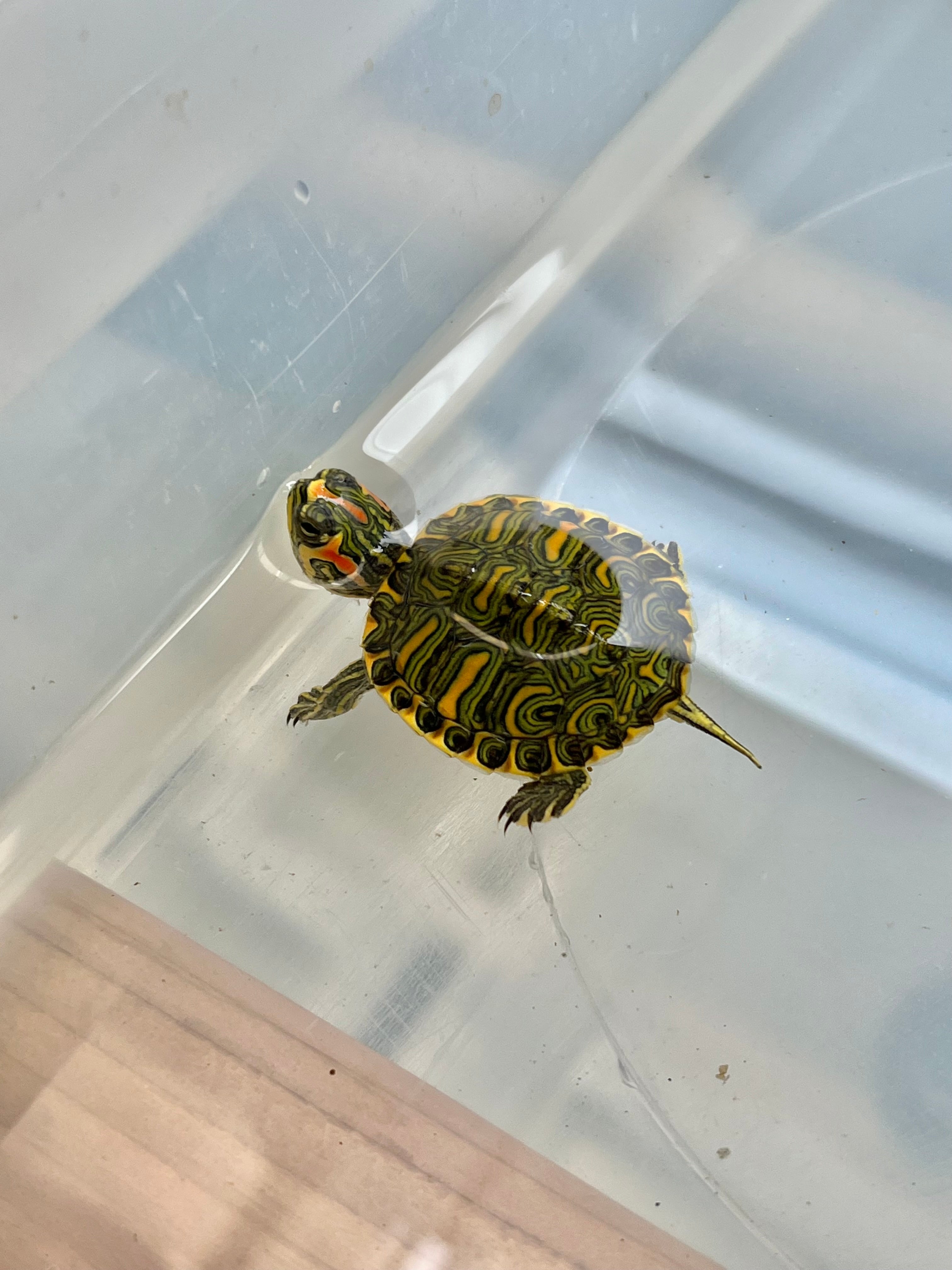Baby Pastel Clown Red Eared Slider Turtles For Sale | American Reptile Distributors
