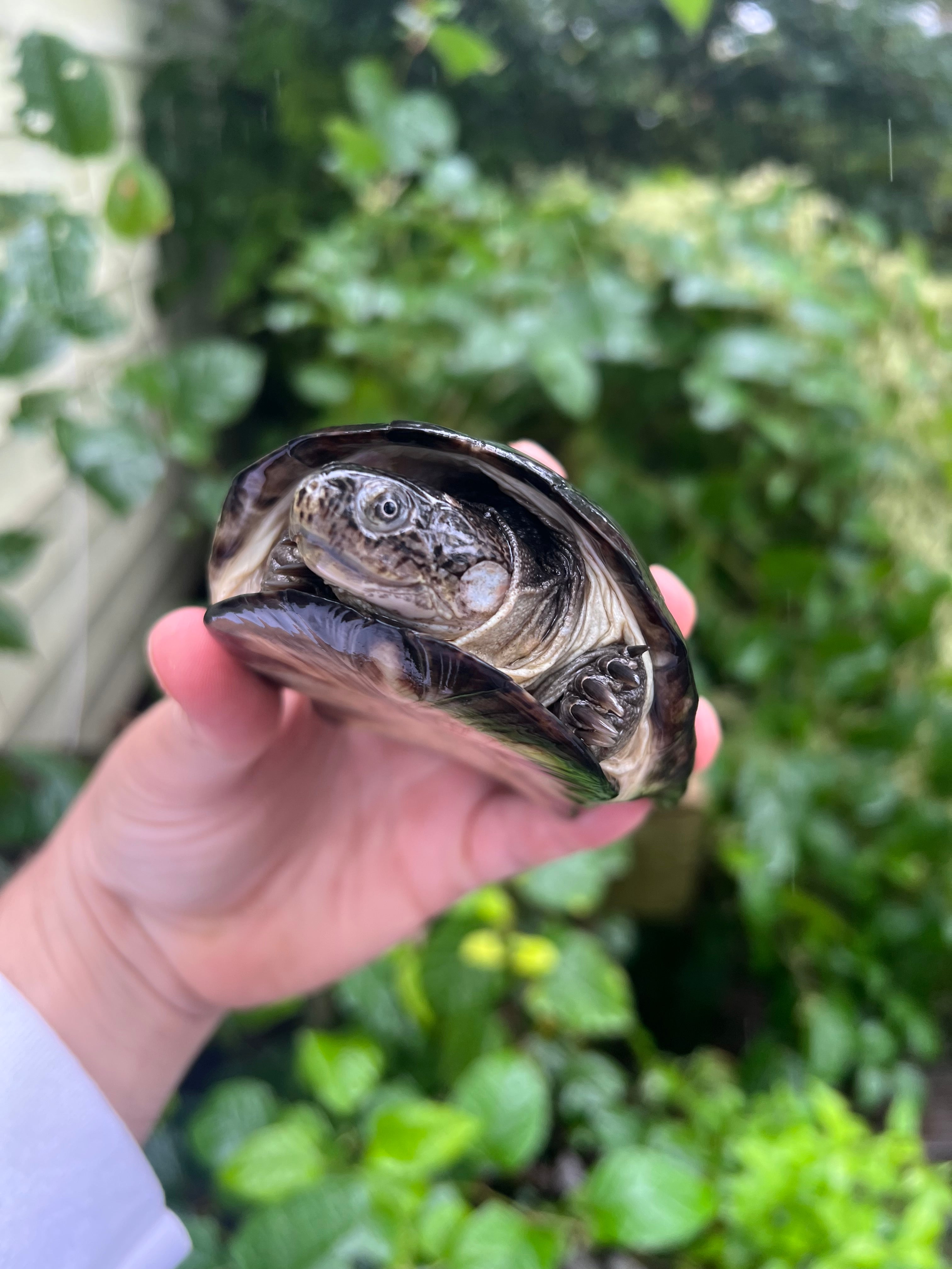 African Mud Turtle For Sale | American Reptile Distributors