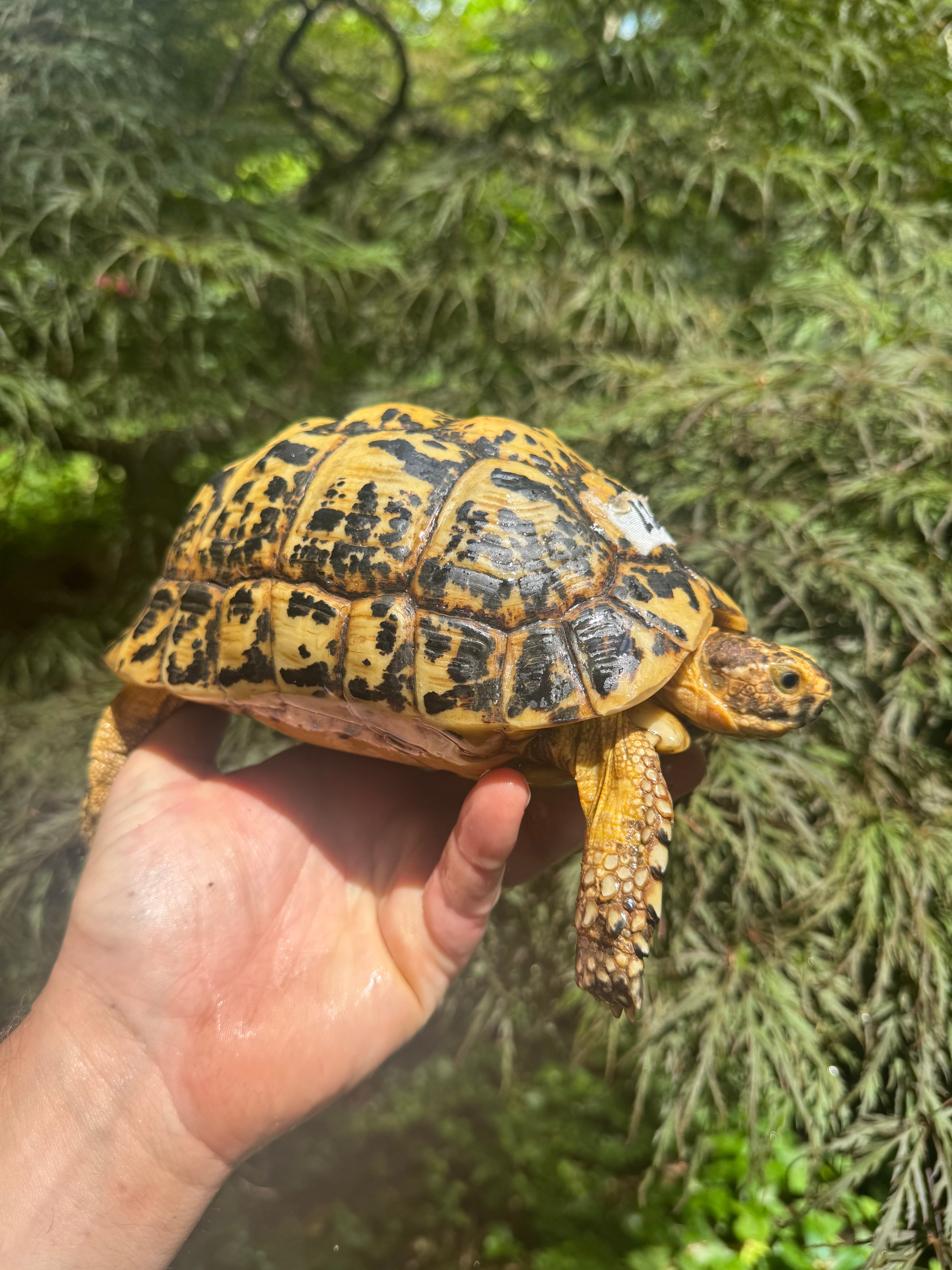 Libyan Greek Tortoise For Sale | American Reptile Distributors