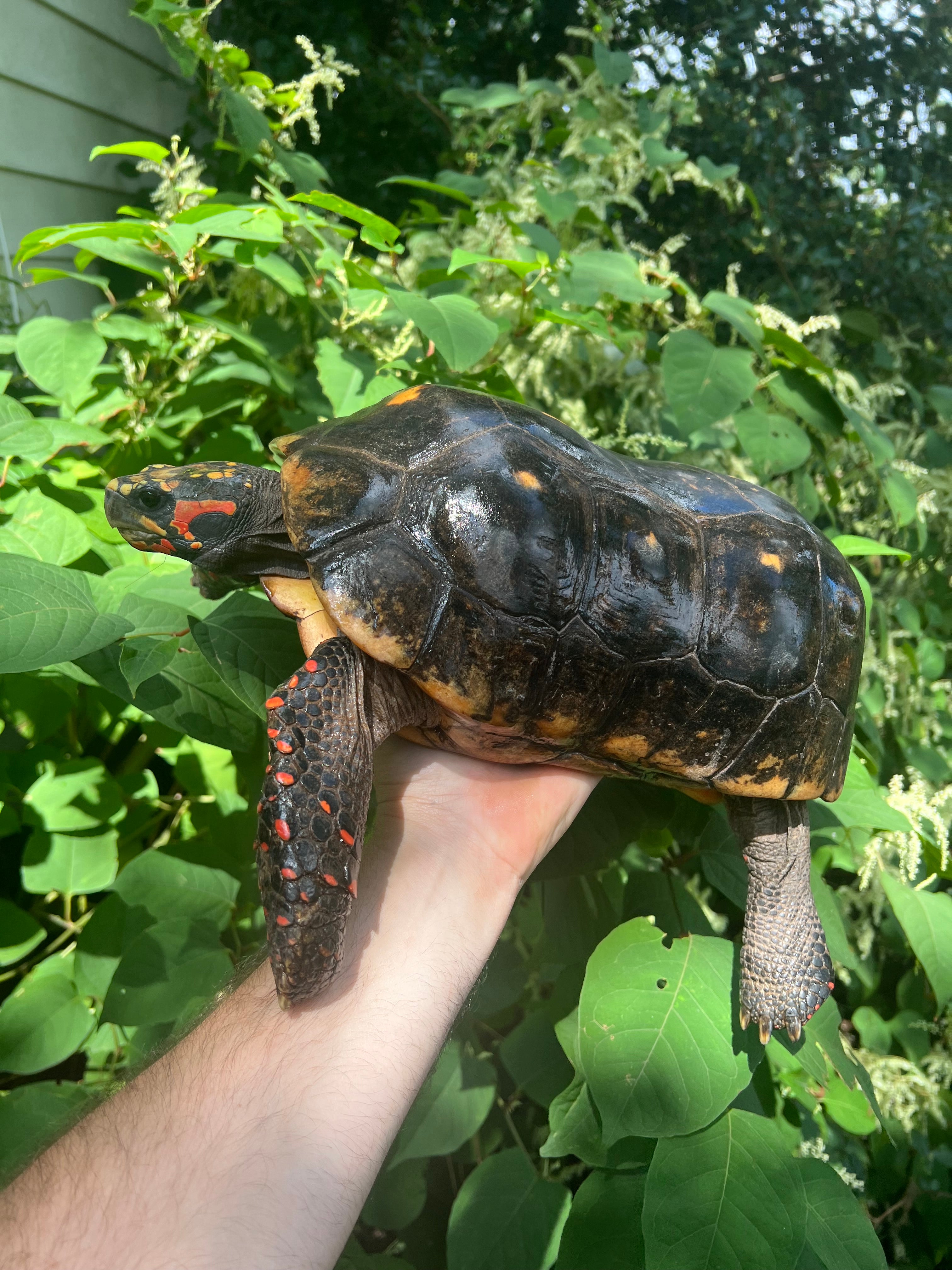Red Foot Tortoises For Sale | American Reptile Distributors