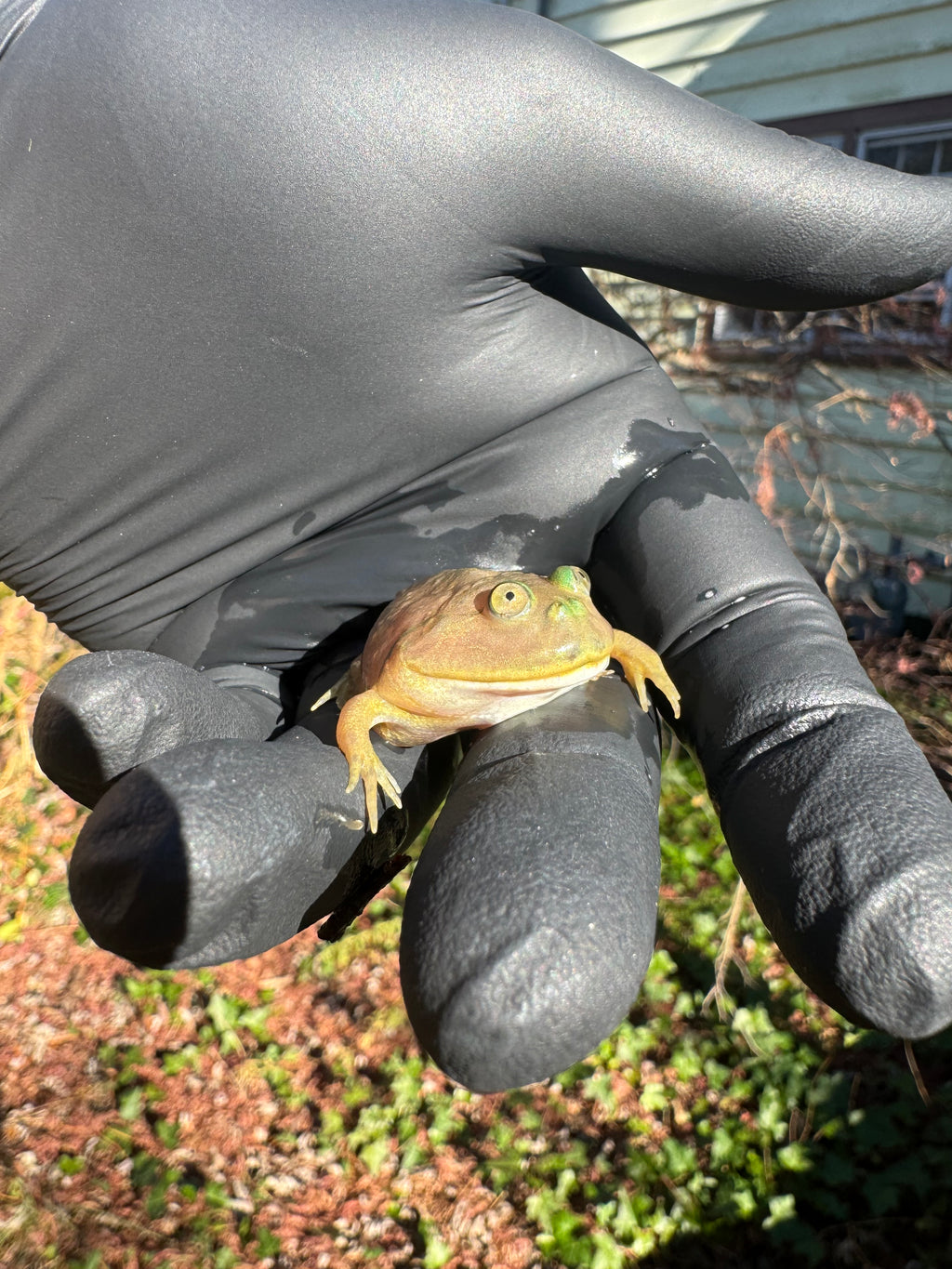 Baby Budgett’s Frog For Sale | American Reptile Distributors