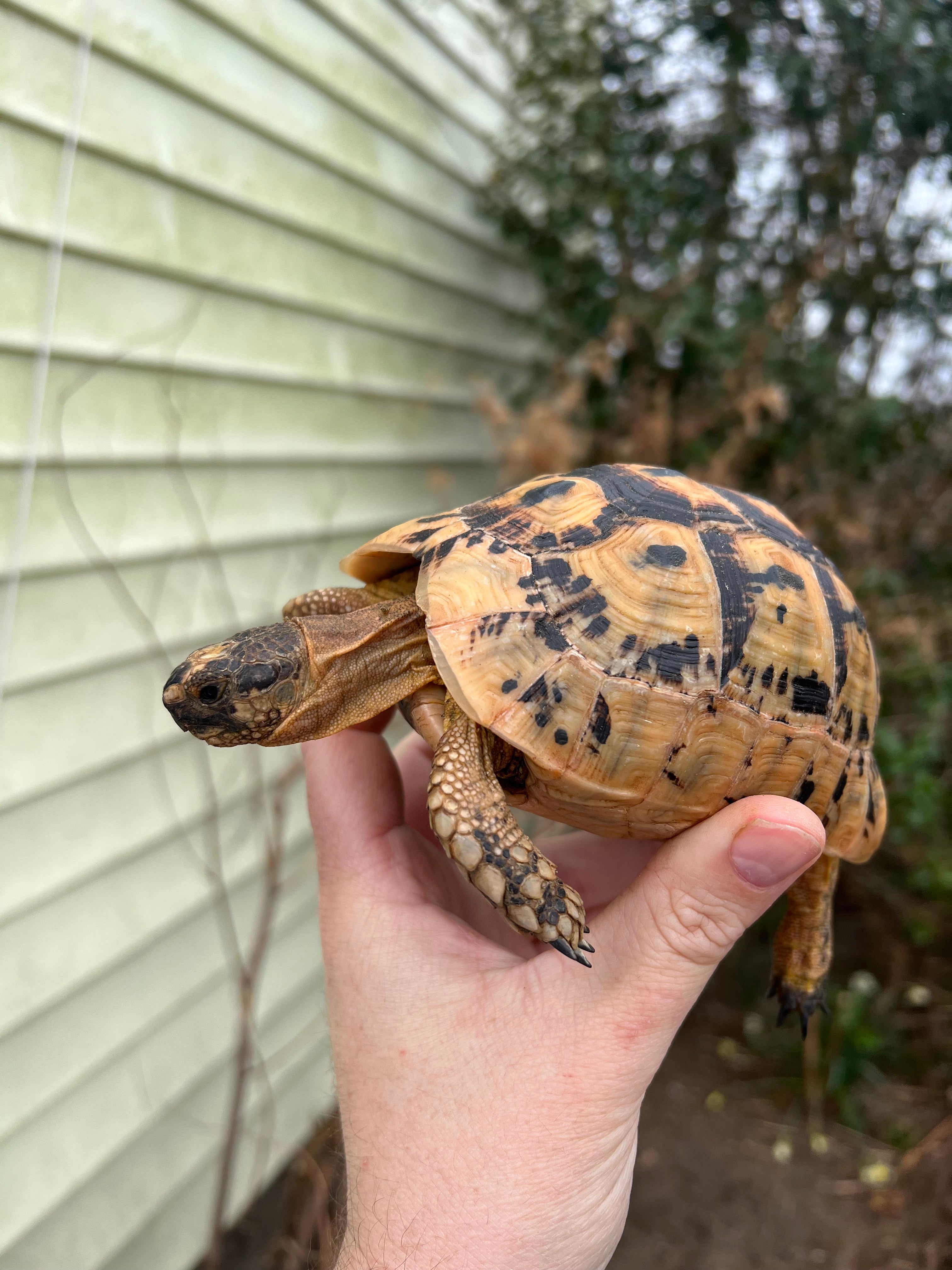 Golden Greek Tortoise For Sale | American Reptile Distributors