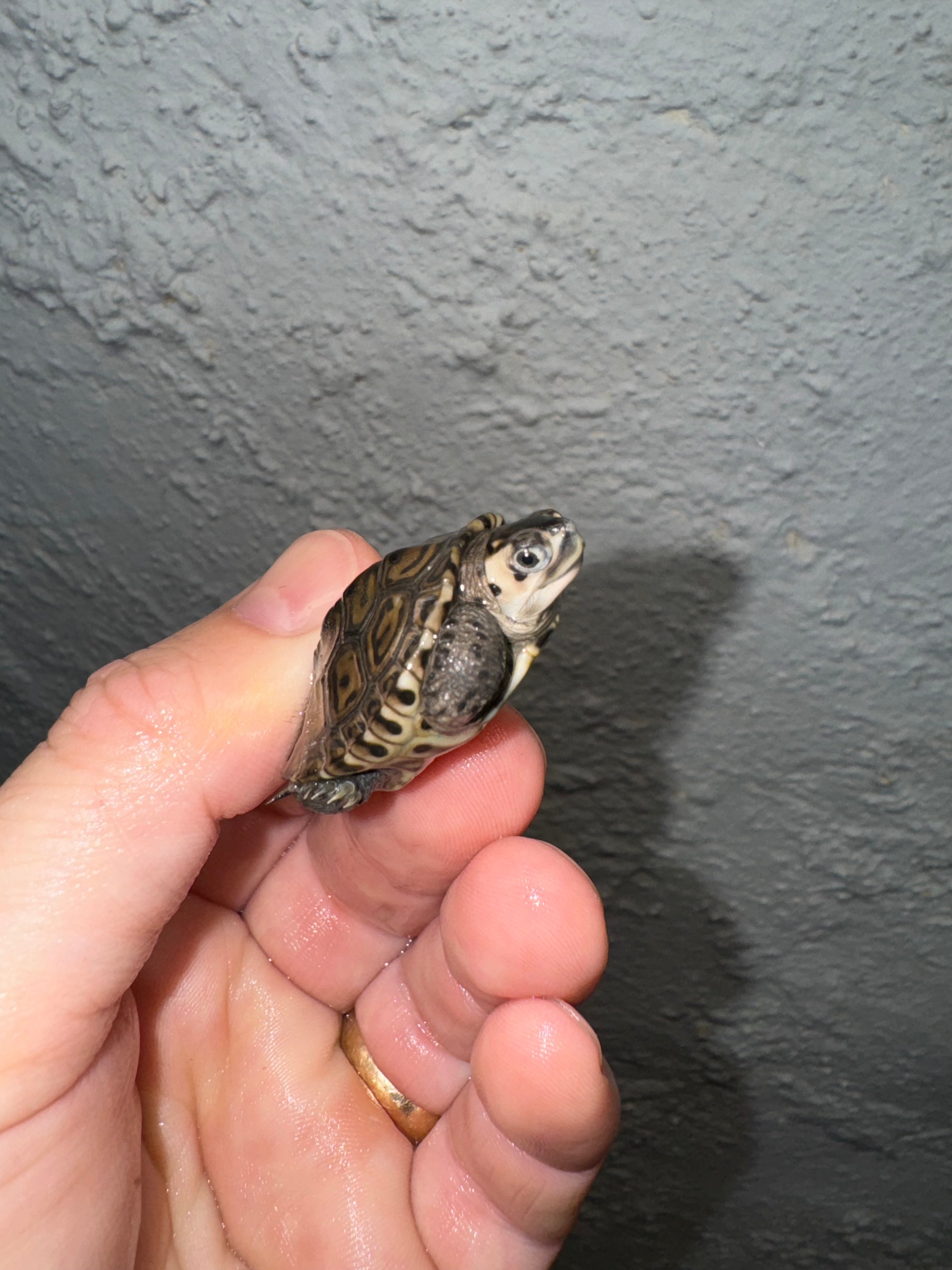 Concentric Diamondback Terrapin (Malaclemys terrapin) For Sale ...