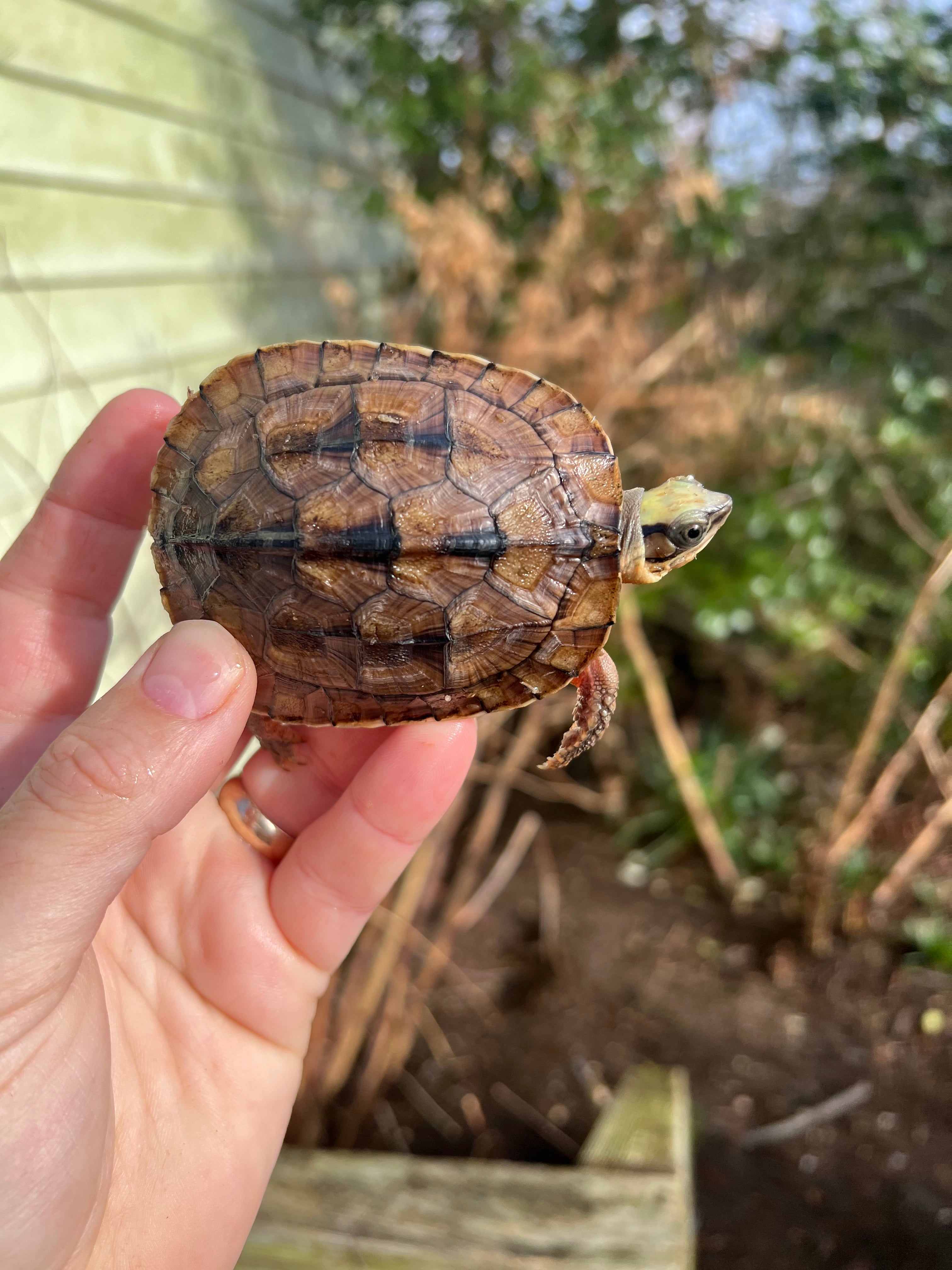 Golden Coin Box Turtle For Sale | American Reptile Distributors
