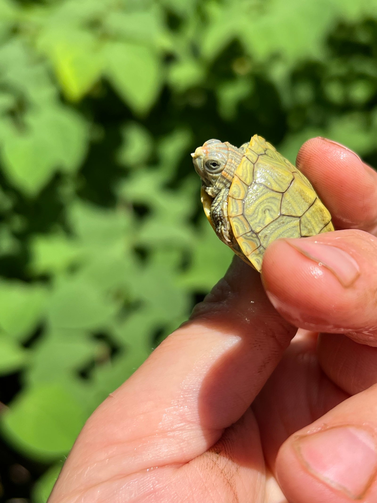 Baby Pastel Clown Red Eared Slider Turtles For Sale | American Reptile ...