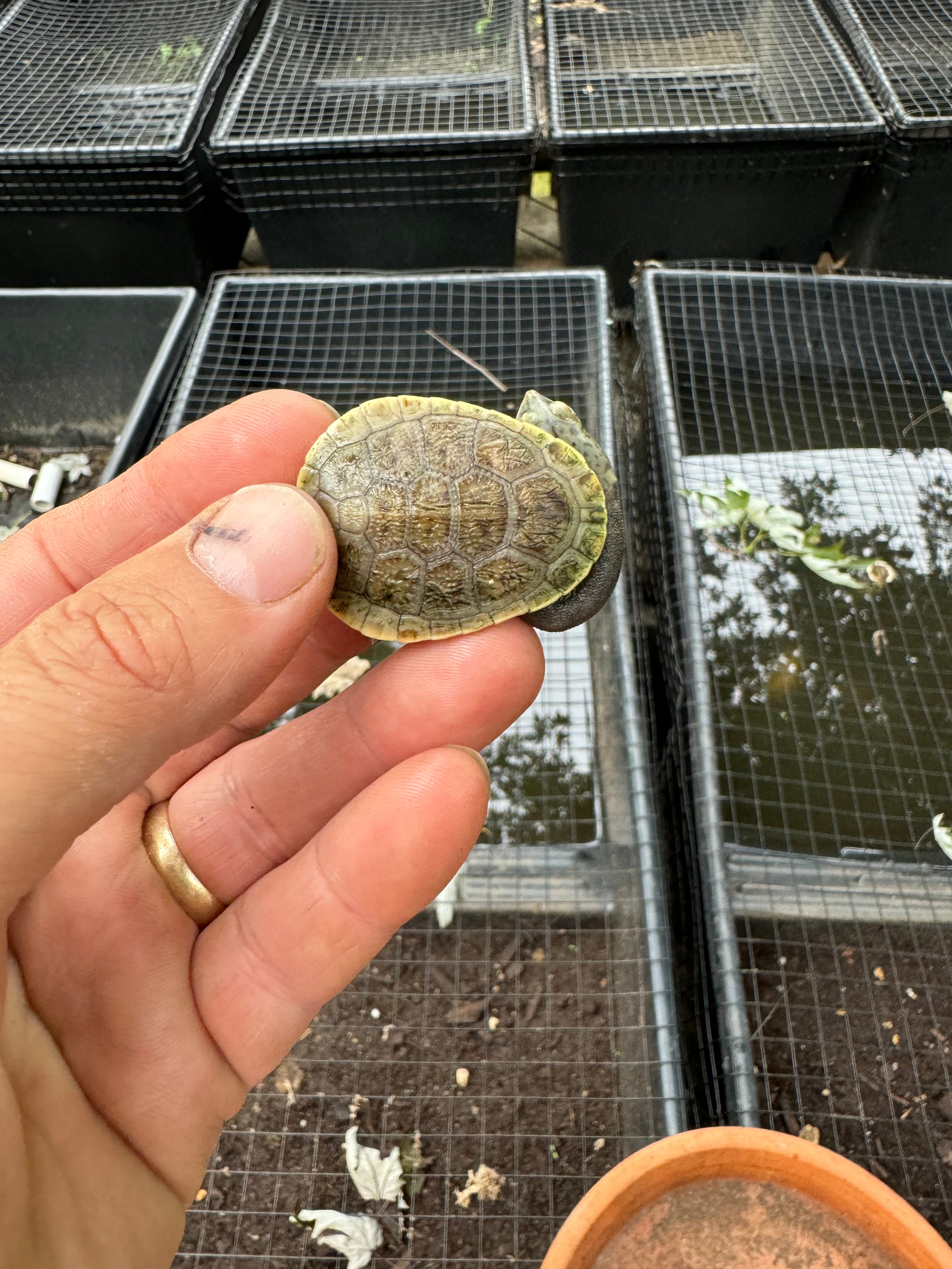 Parker's Snake Neck Turtle Babies For Sale | American Reptile Distributors