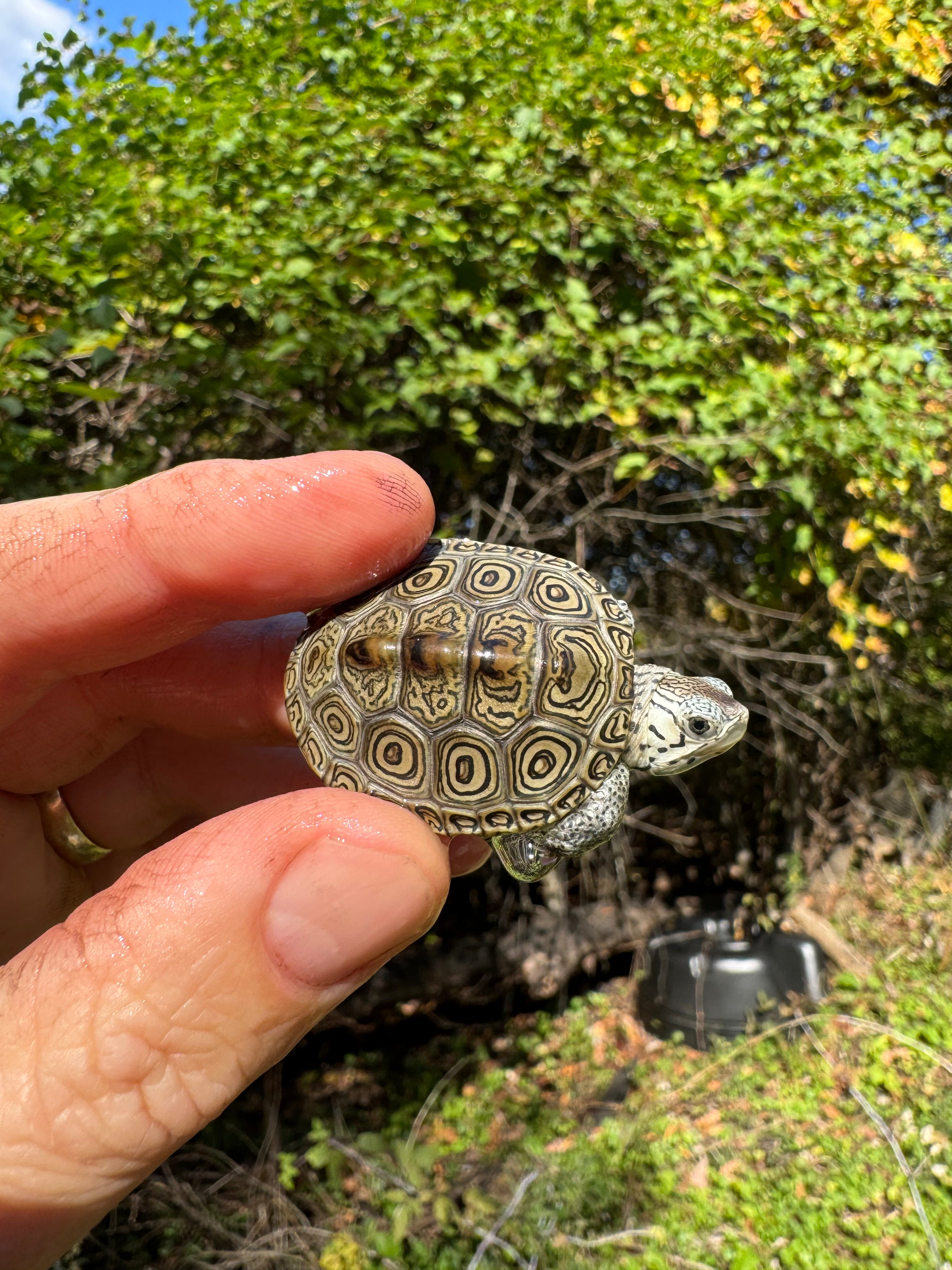 Concentric Diamondback Terrapin (Malaclemys terrapin) For Sale ...