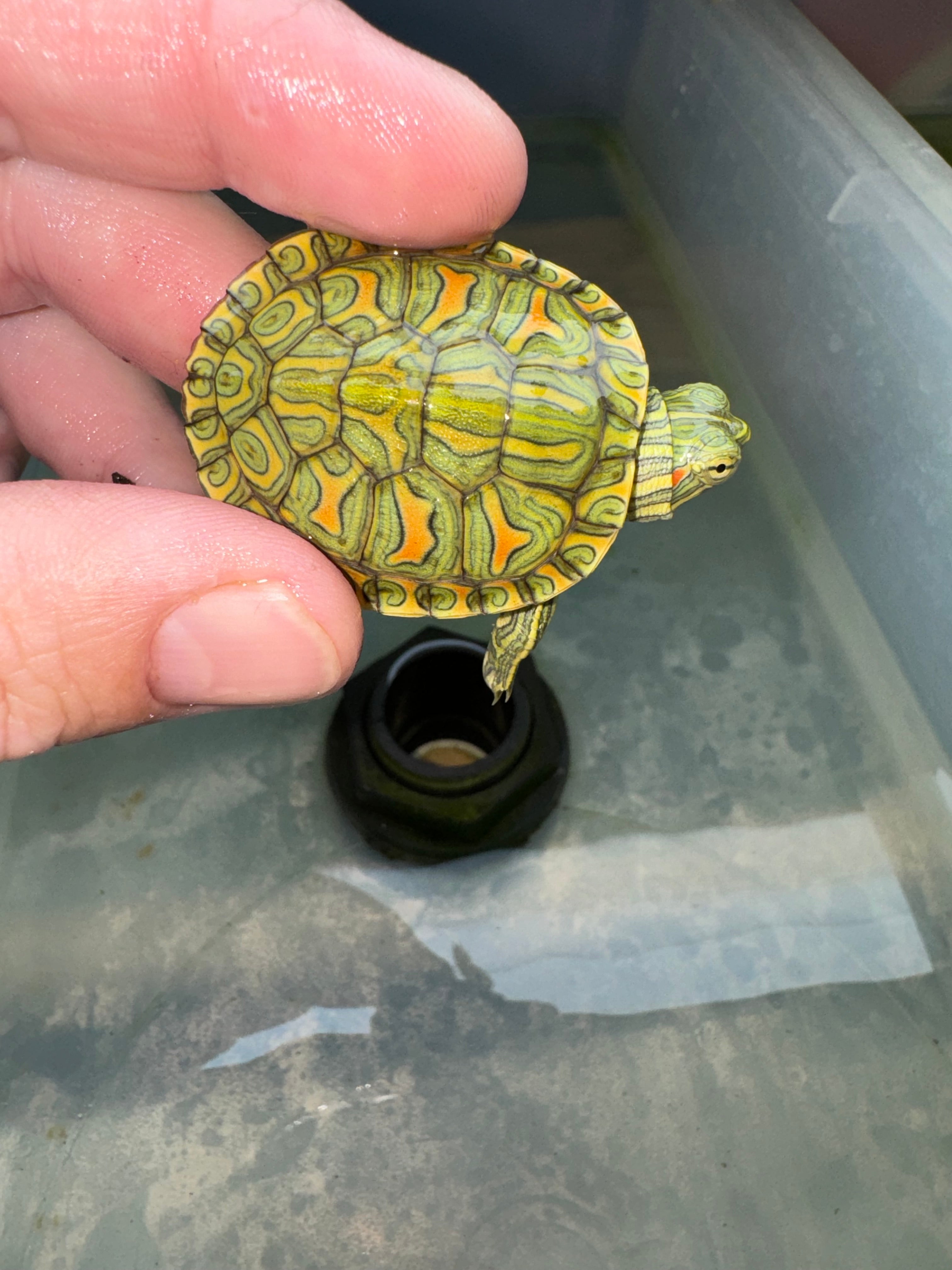 Baby Pastel Clown Red Eared Slider Turtles For Sale | American Reptile ...