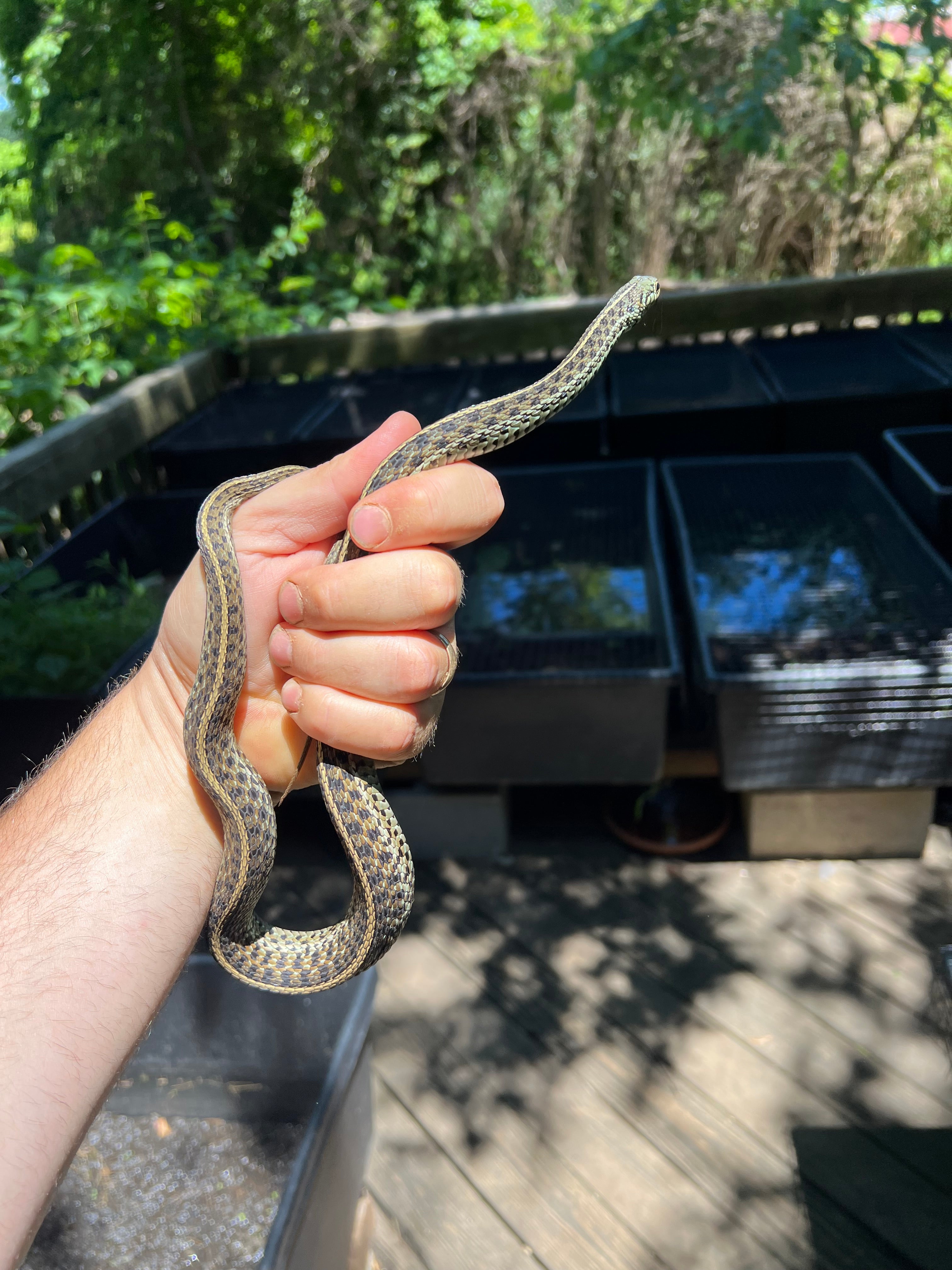 Florida Blue Garter Snake For Sale | American Reptile Distributors