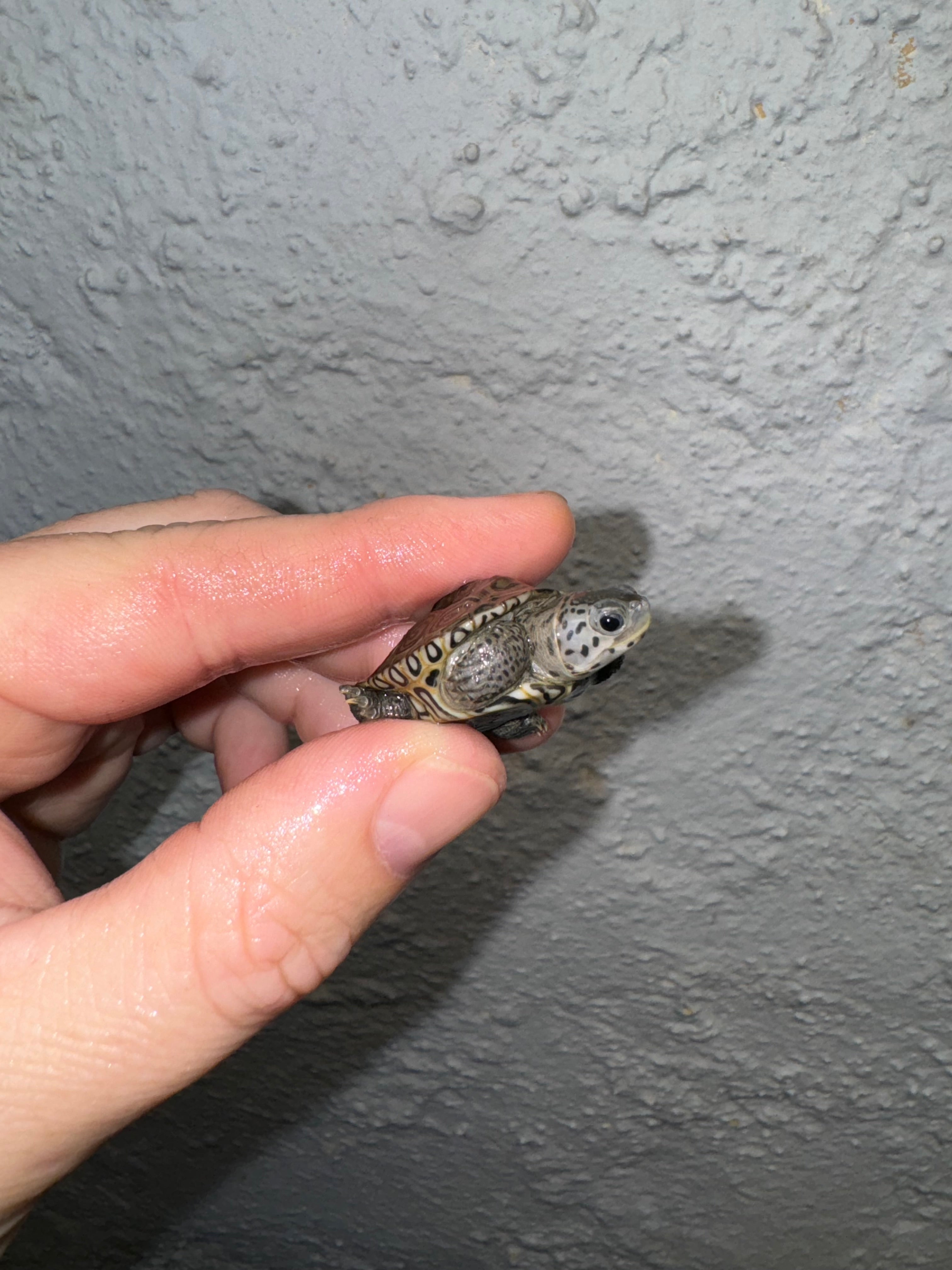 Concentric Diamondback Terrapin (Malaclemys terrapin) For Sale ...
