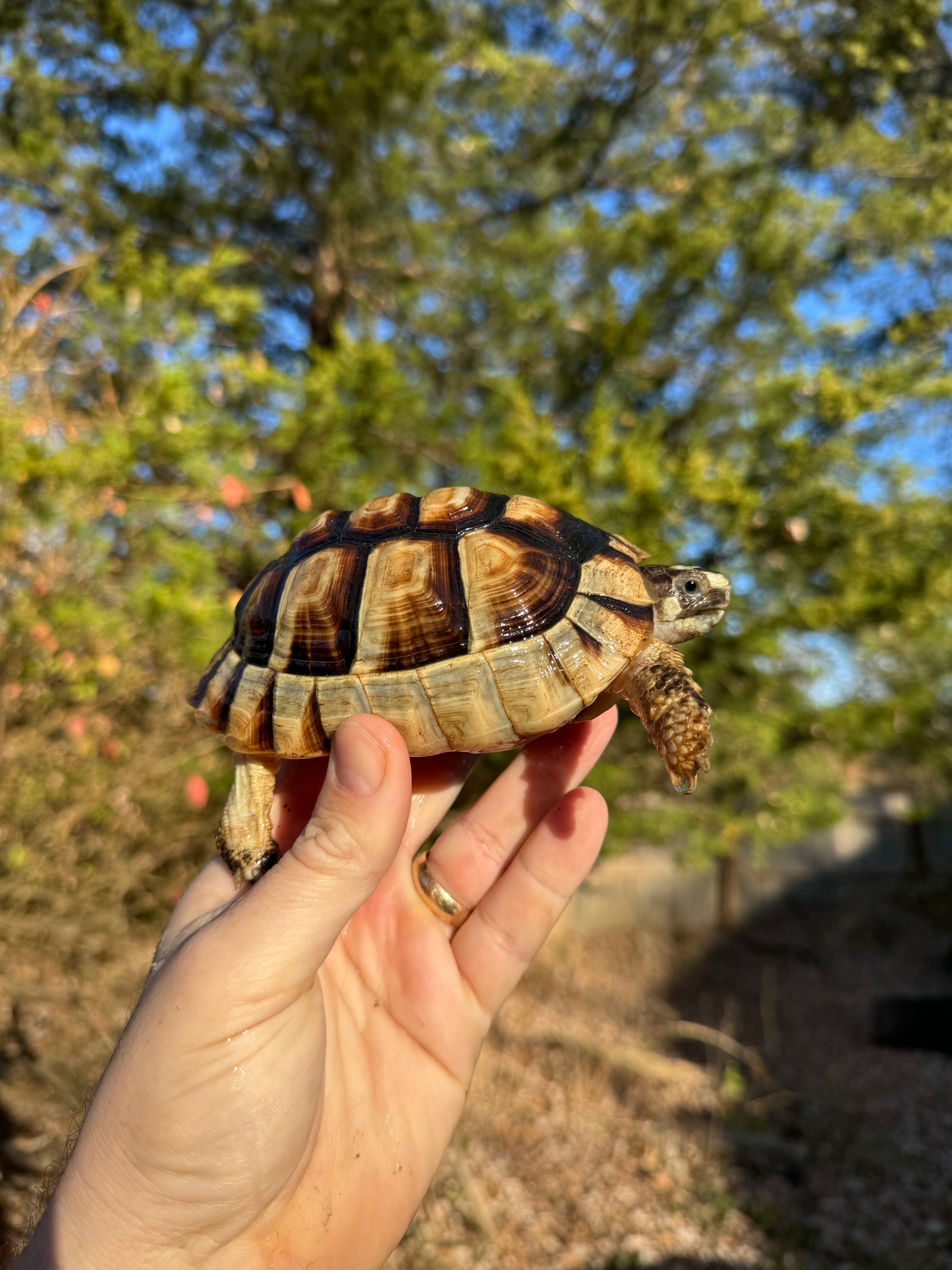 Marginated Tortoise Female #1 (Testudo marginata)