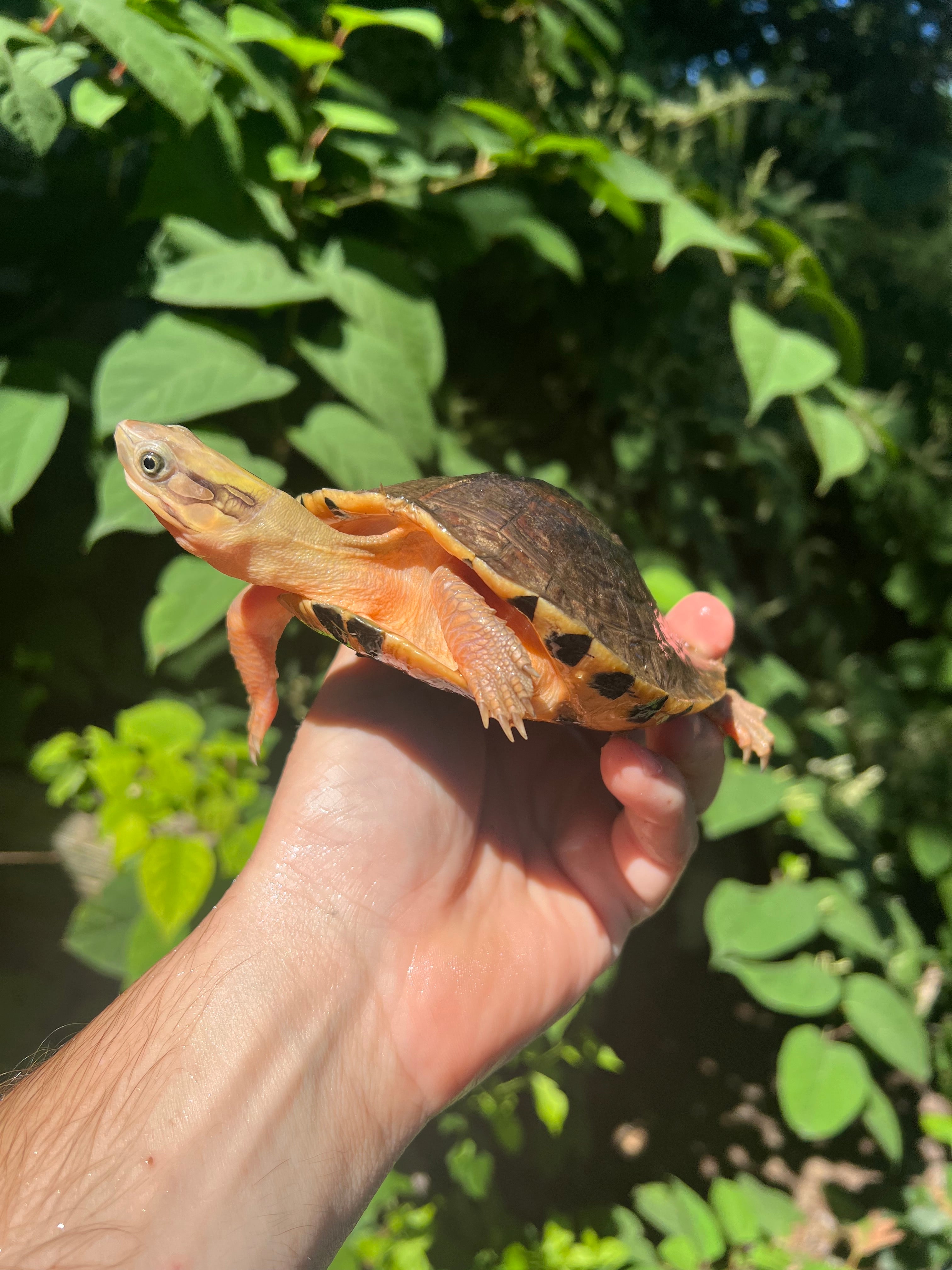 Golden Coin Box Turtle For Sale | American Reptile Distributors