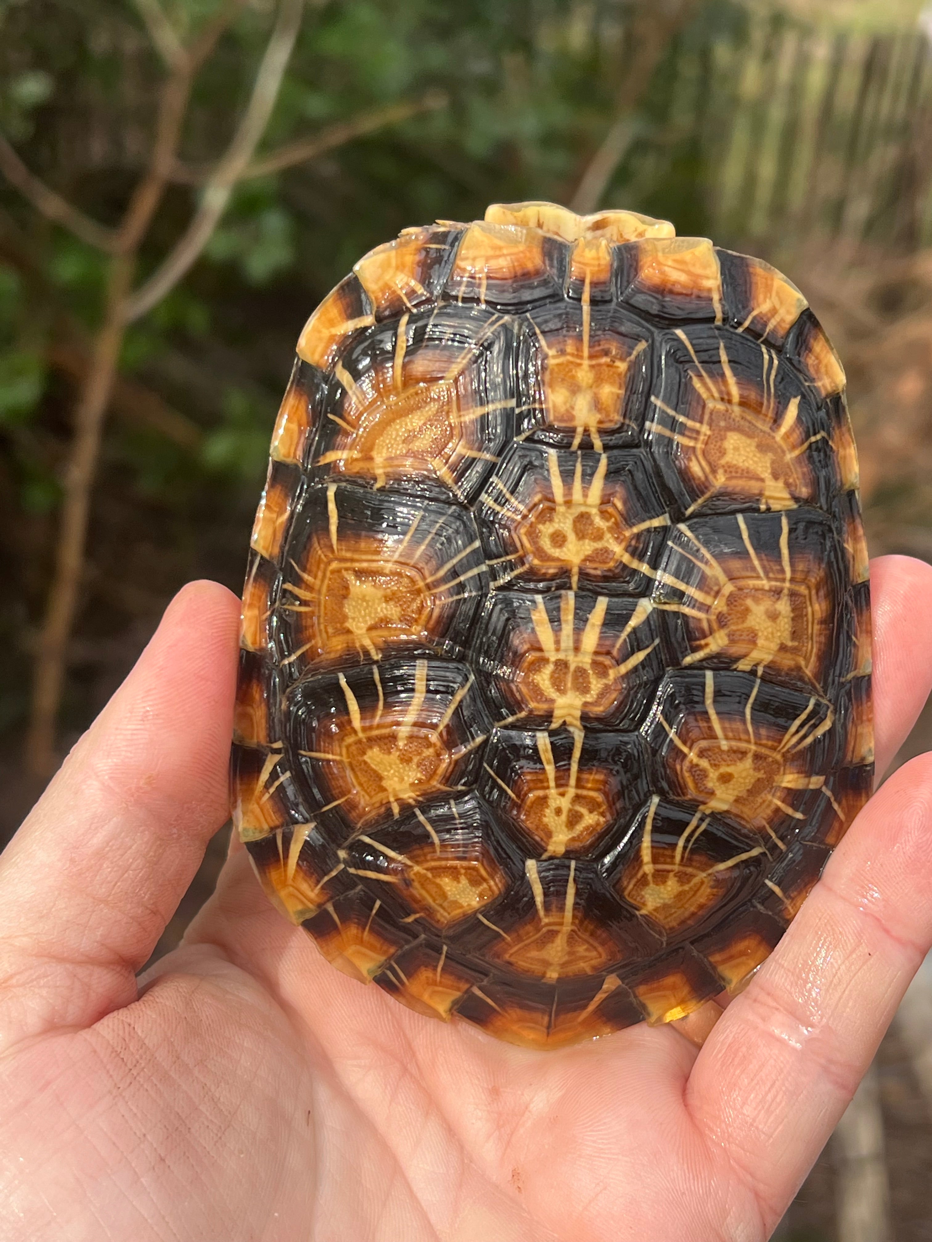 Pancake Tortoise Adult Female #4 (Malacochersus tornieri)