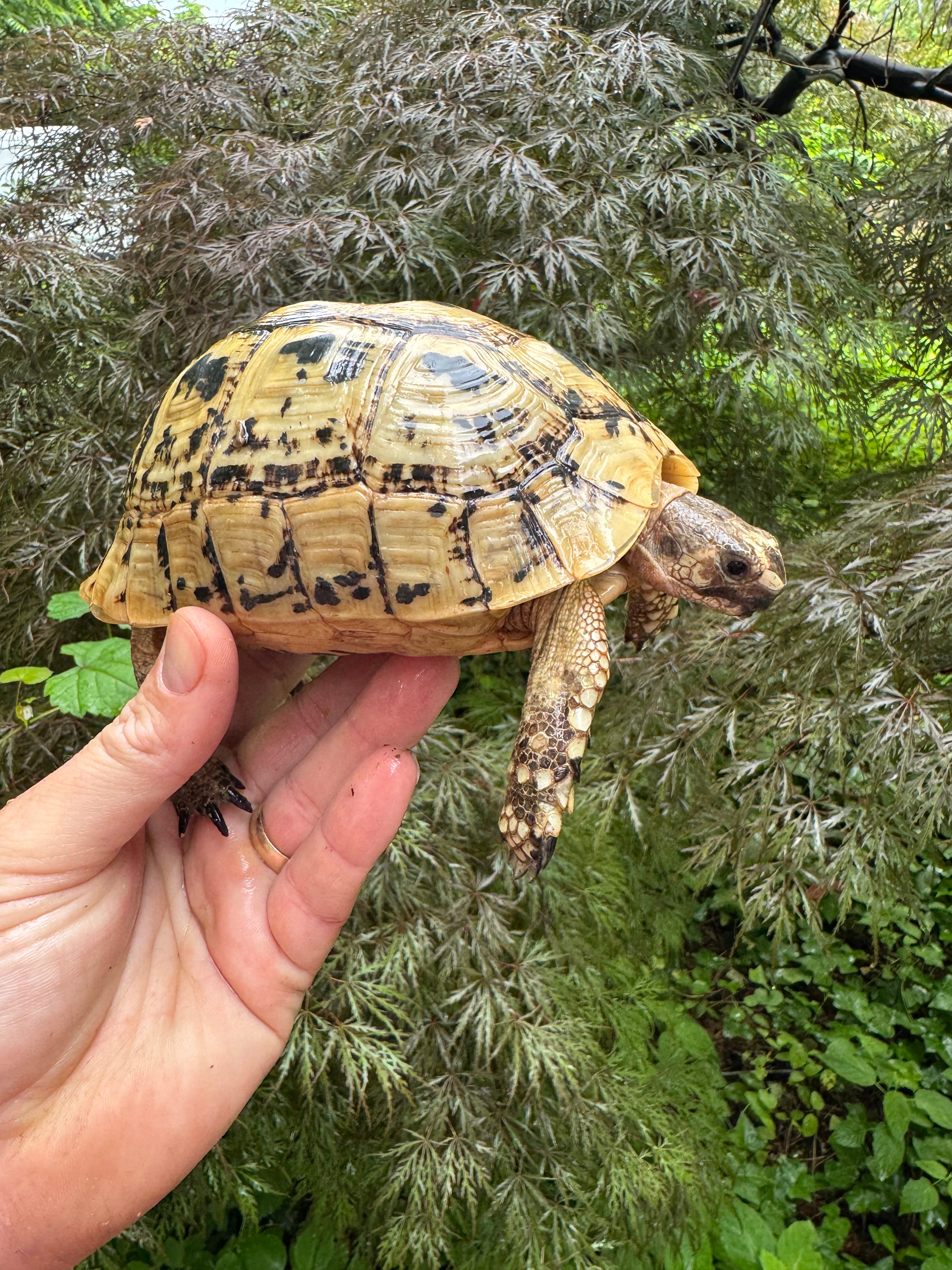 Libyan Greek Tortoise For Sale | American Reptile Distributors
