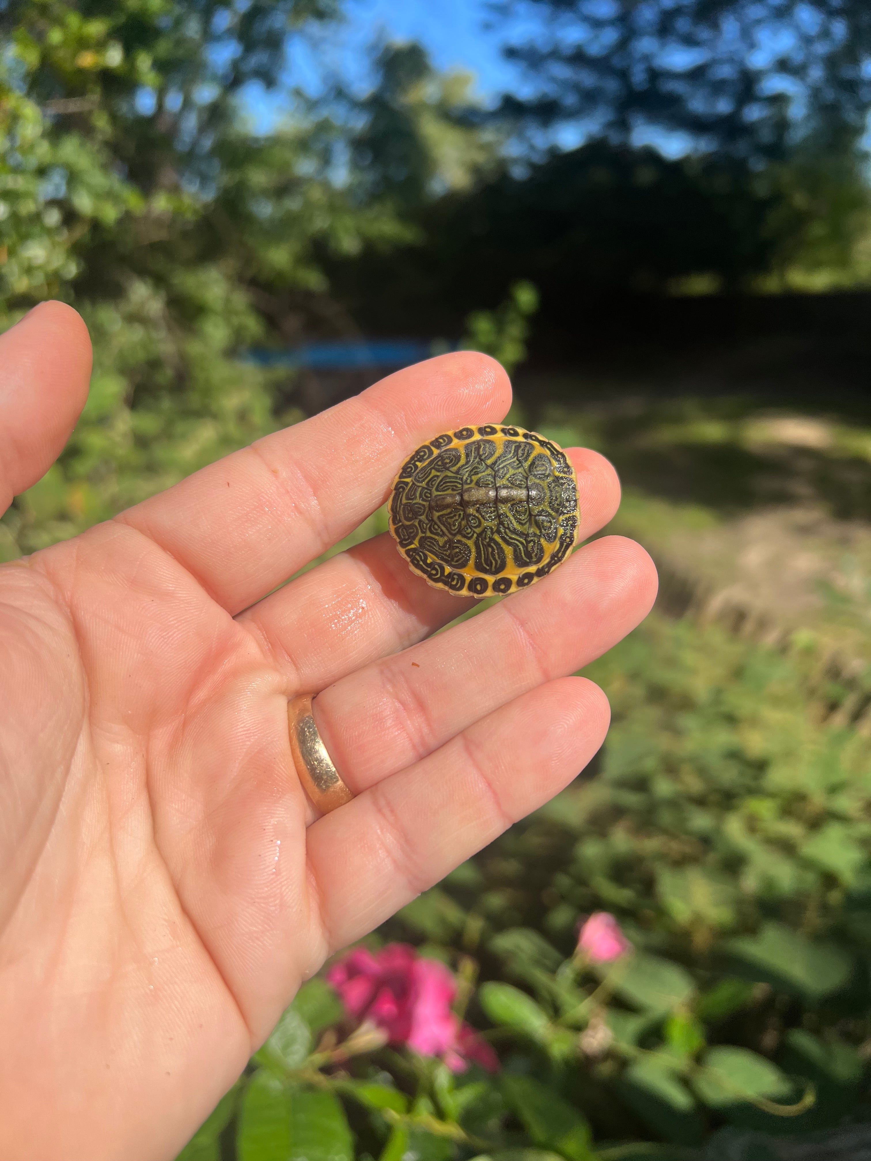 Baby Florida Red Bellied Turtles For Sale | American Reptile Distributors
