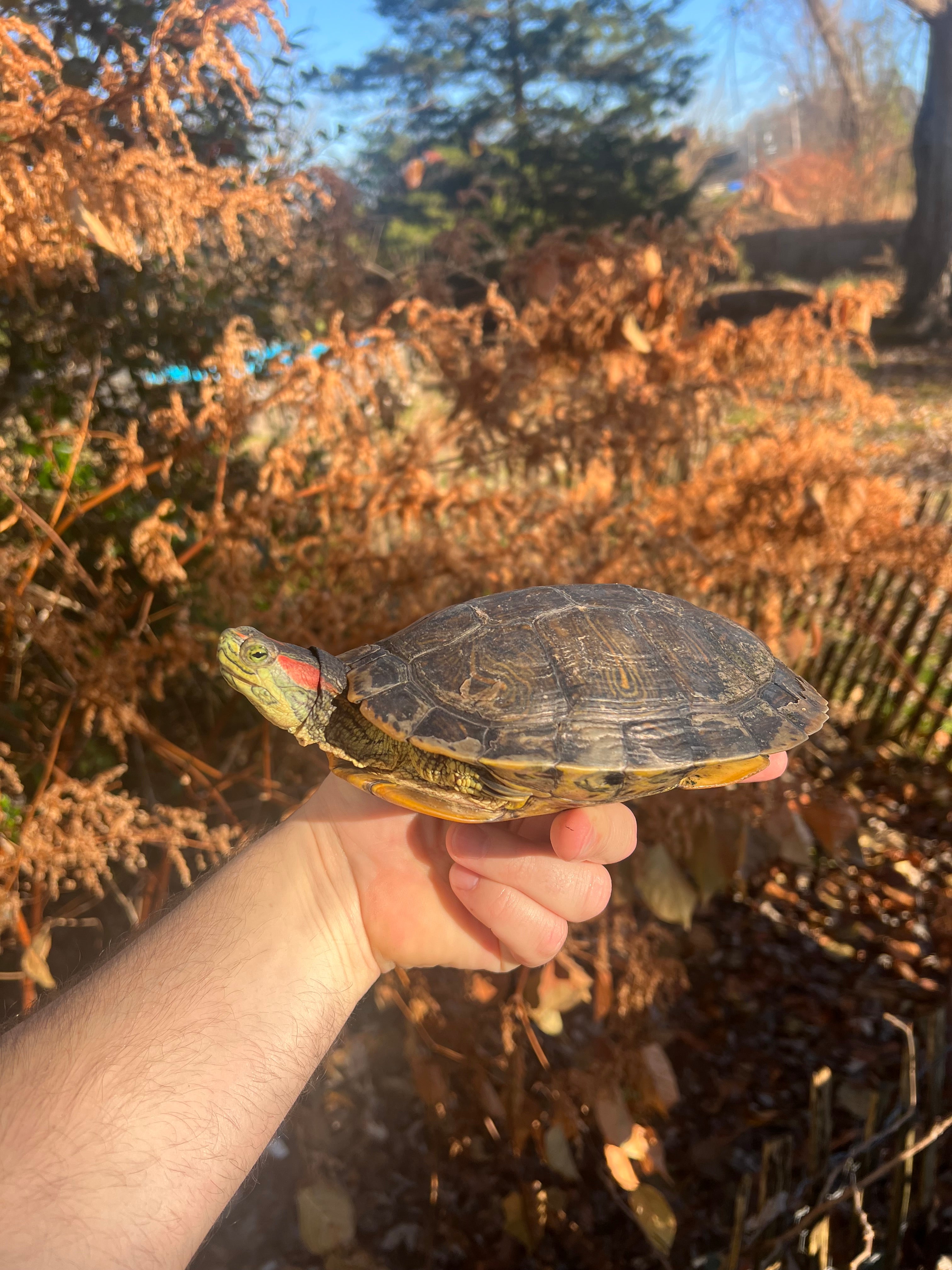 Pastel Clown Red Eared Slider Turtles For Sale | American Reptile ...