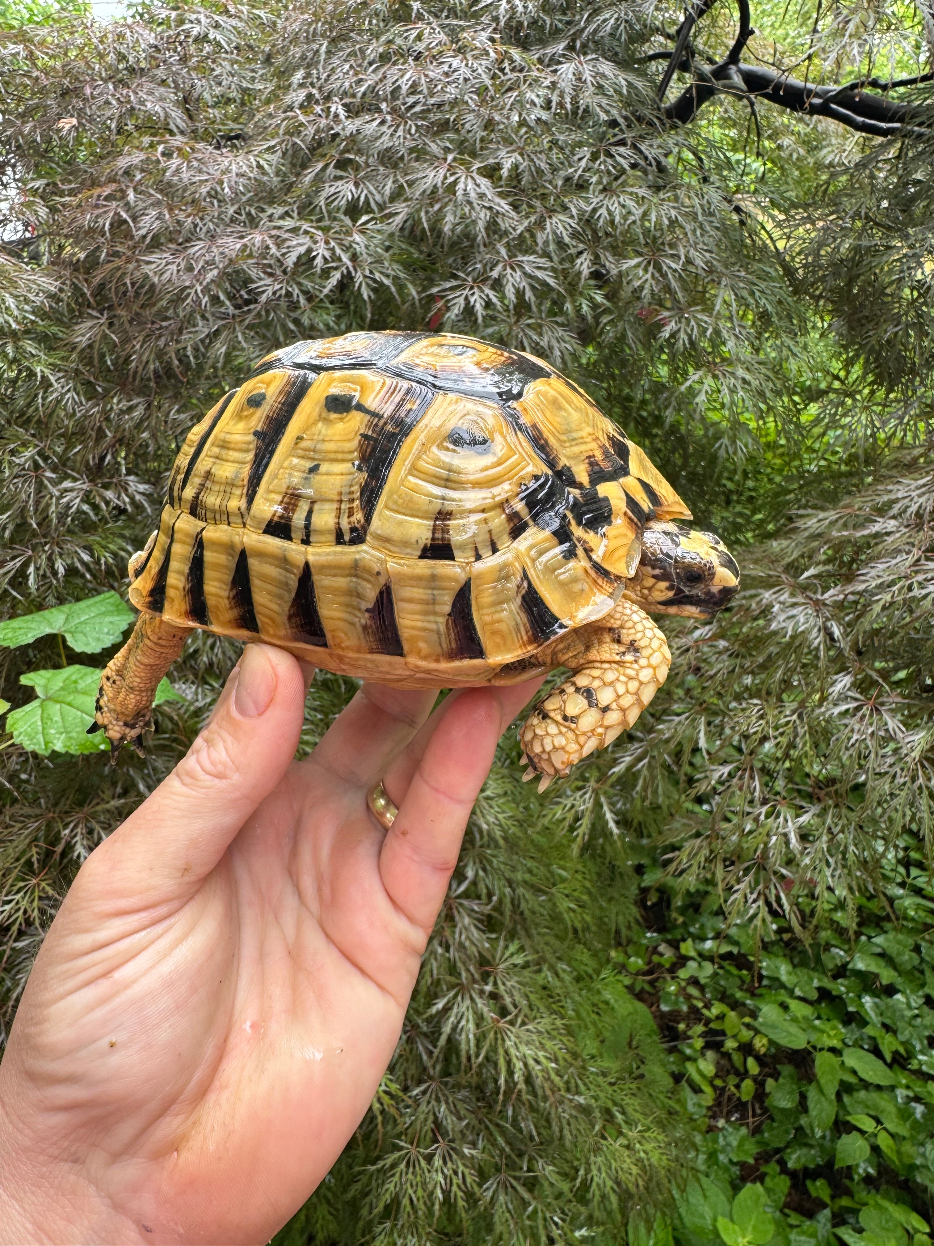 Libyan Greek Tortoise For Sale | American Reptile Distributors