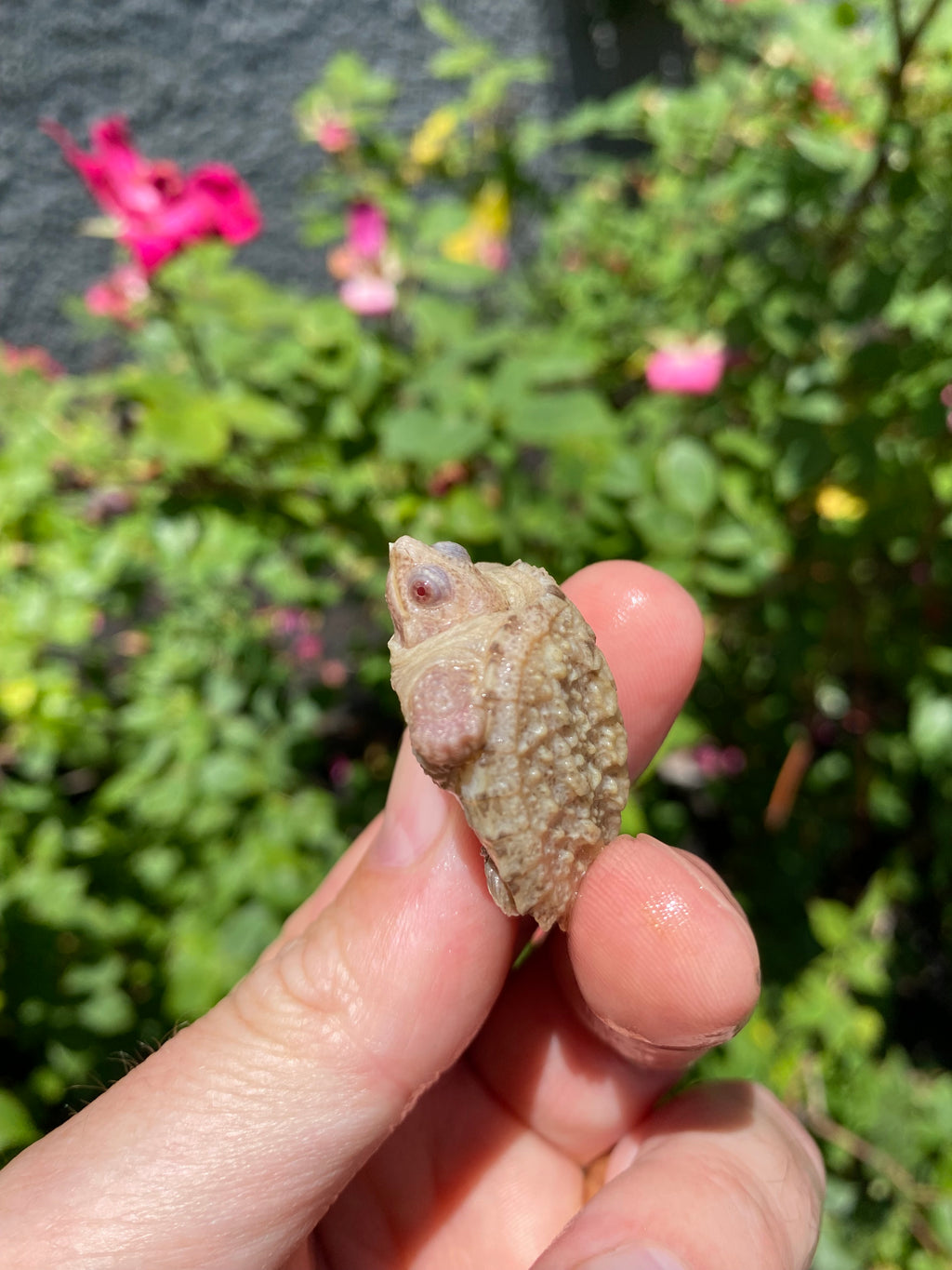 Albino Florida Snapping Turtles For Sale | American Reptile Distributors