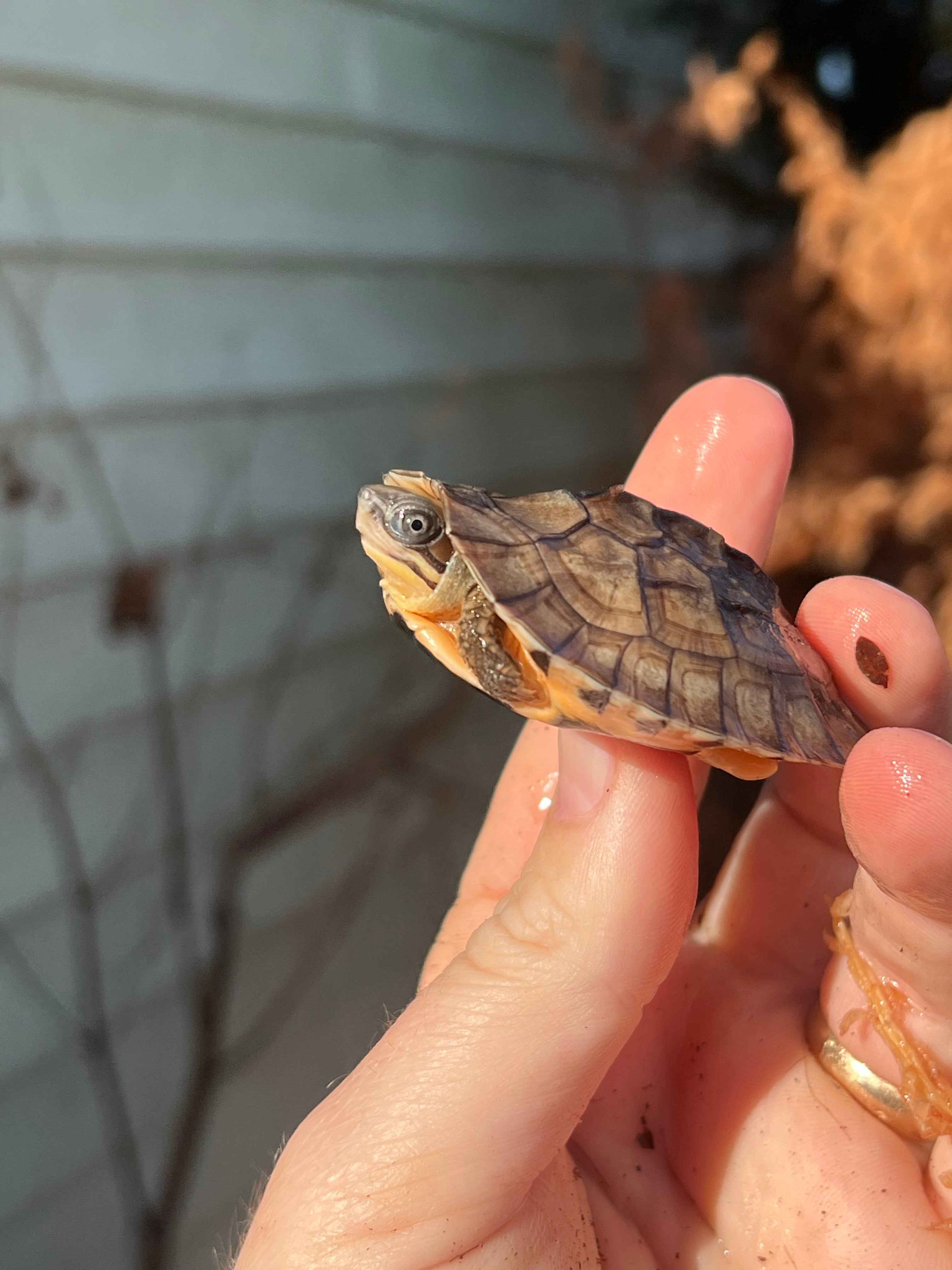 Golden Coin Box Turtle For Sale | American Reptile Distributors