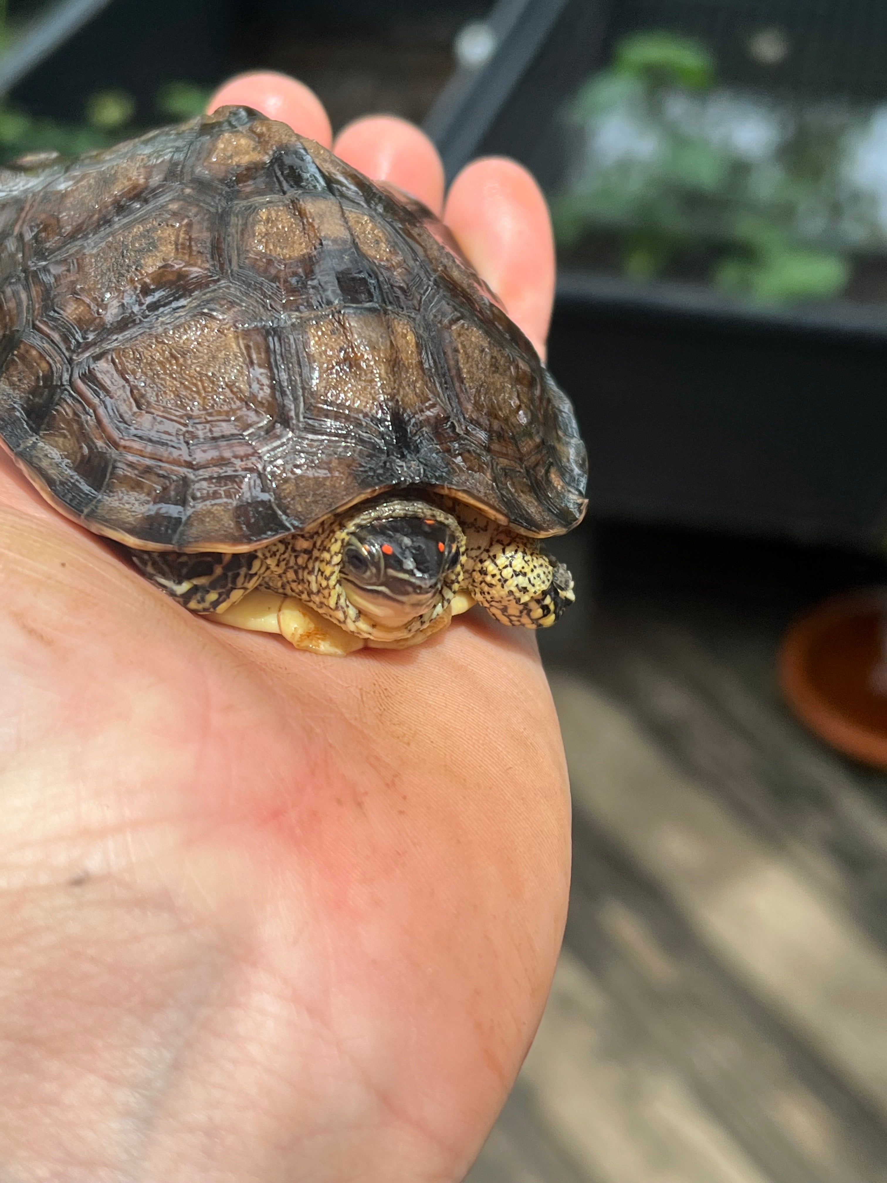 Spot Legged Wood Turtle 2023 CB Baby #1 (Rhinoclemmys punctularia)