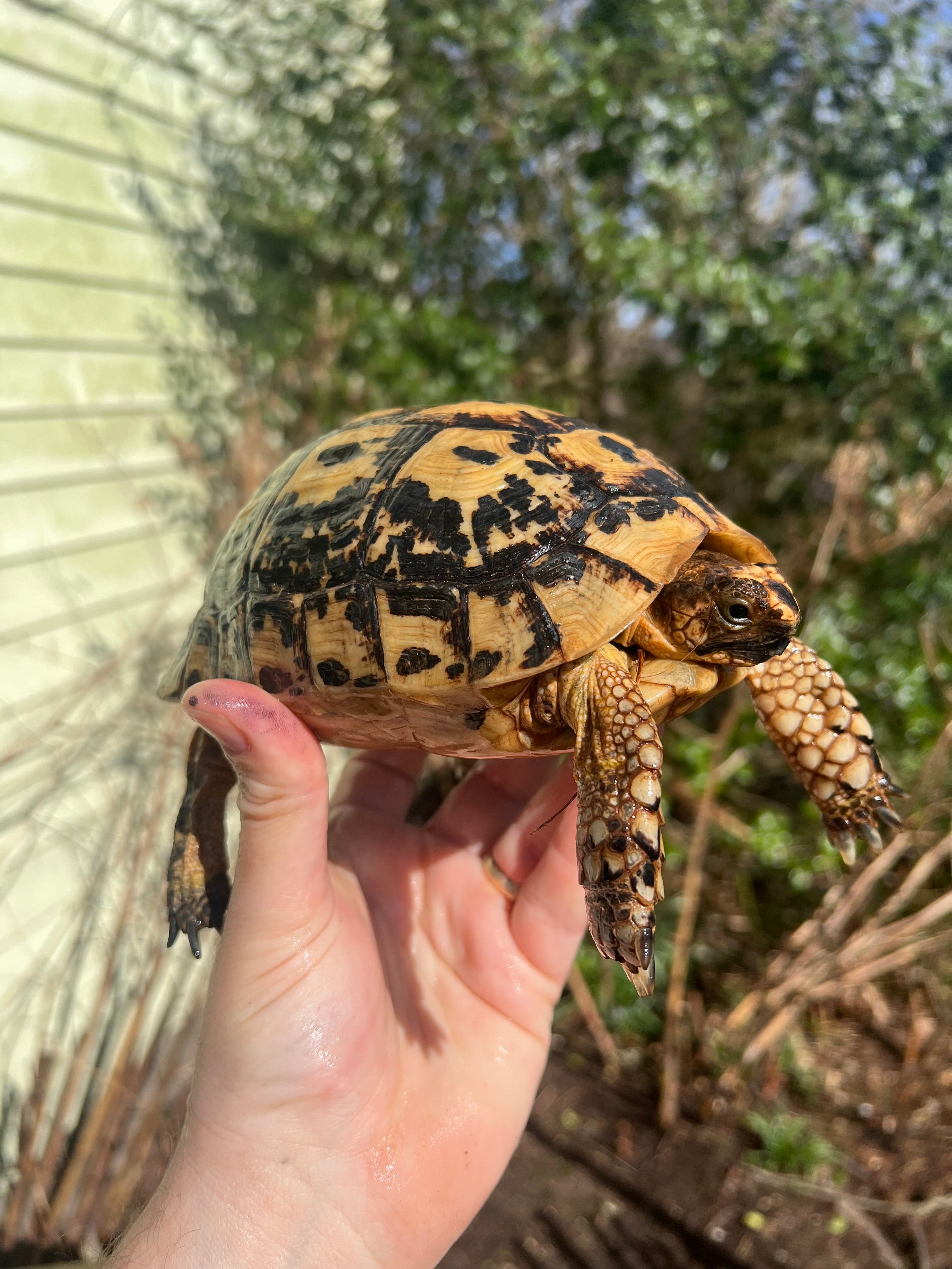 Libyan Greek Tortoise For Sale | American Reptile Distributors