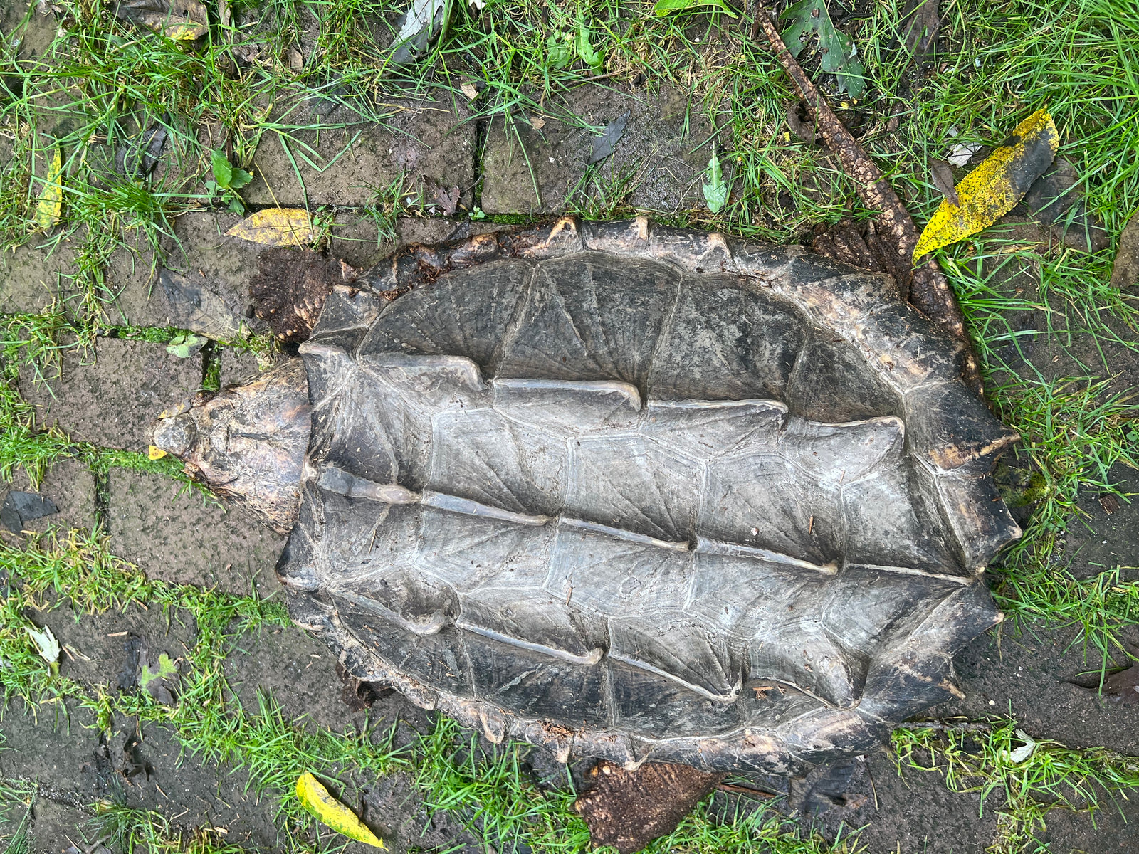 Alligator Snapping Turtles For Sale | American Reptile Distributors