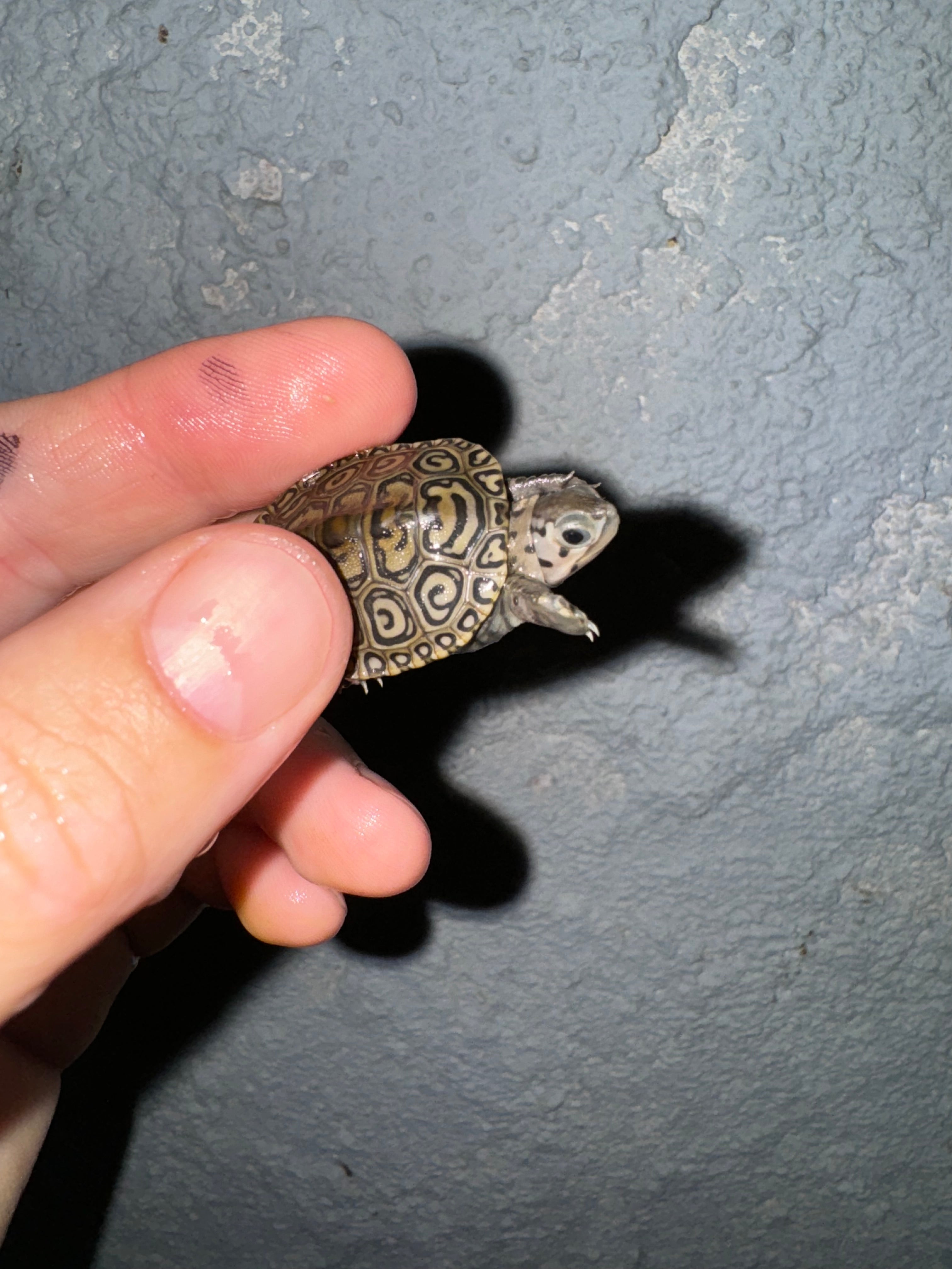 Concentric Diamondback Terrapin (Malaclemys terrapin) For Sale ...
