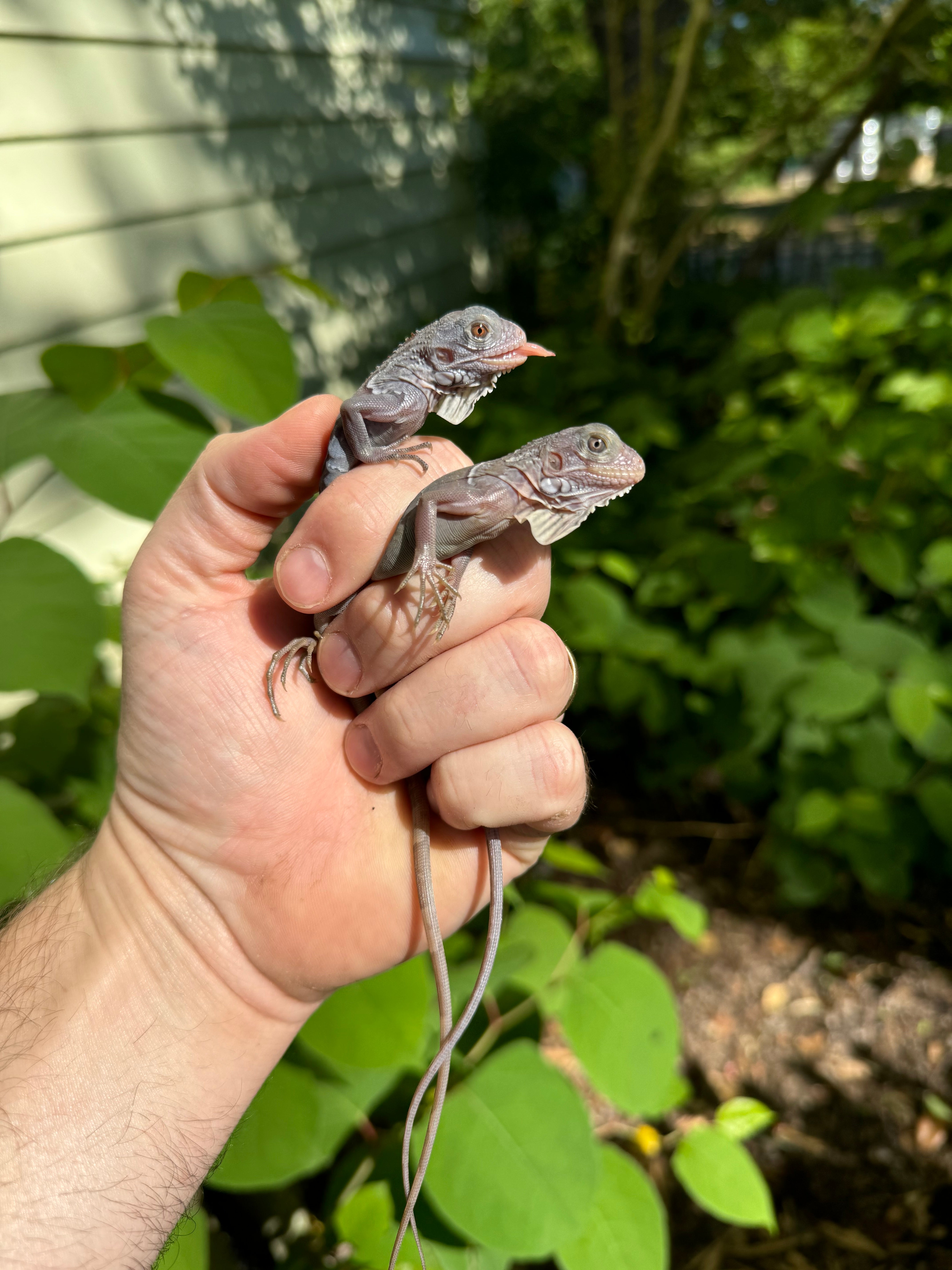 Purple Zero Translucent Iguana Babies For Sale | American Reptile