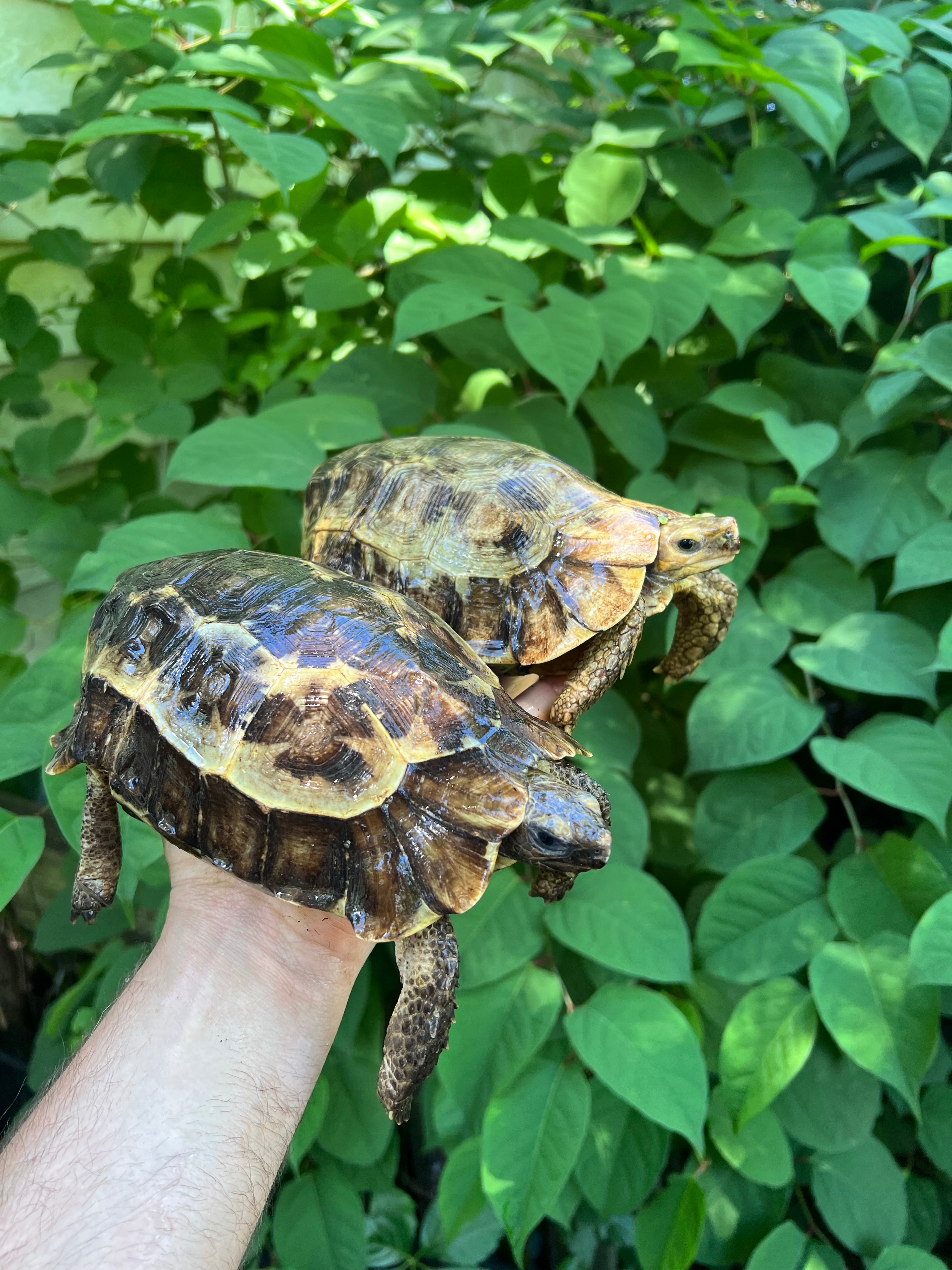 Home's Hinge-back Tortoise For Sale | American Reptile Distributors