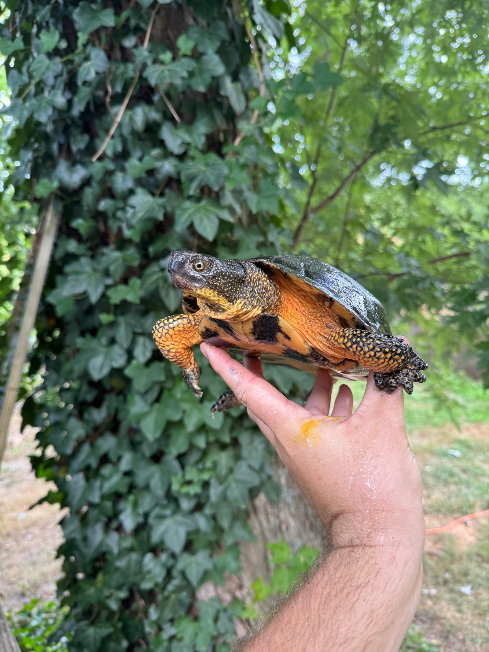 Reptiles For Sale | Reptile Store | American Reptile Distributors