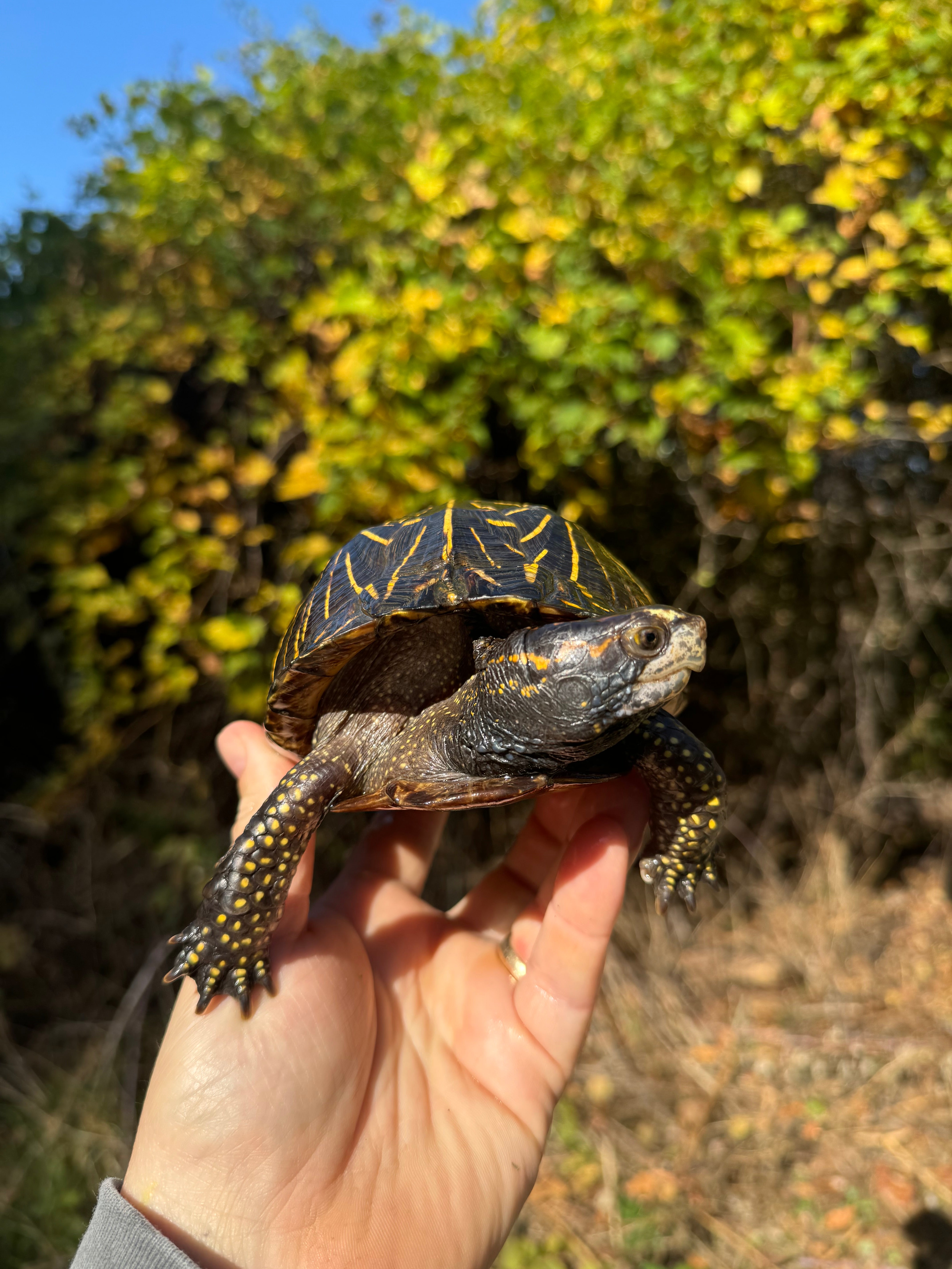 Florida Box Turtles For Sale | American Reptile Distributors