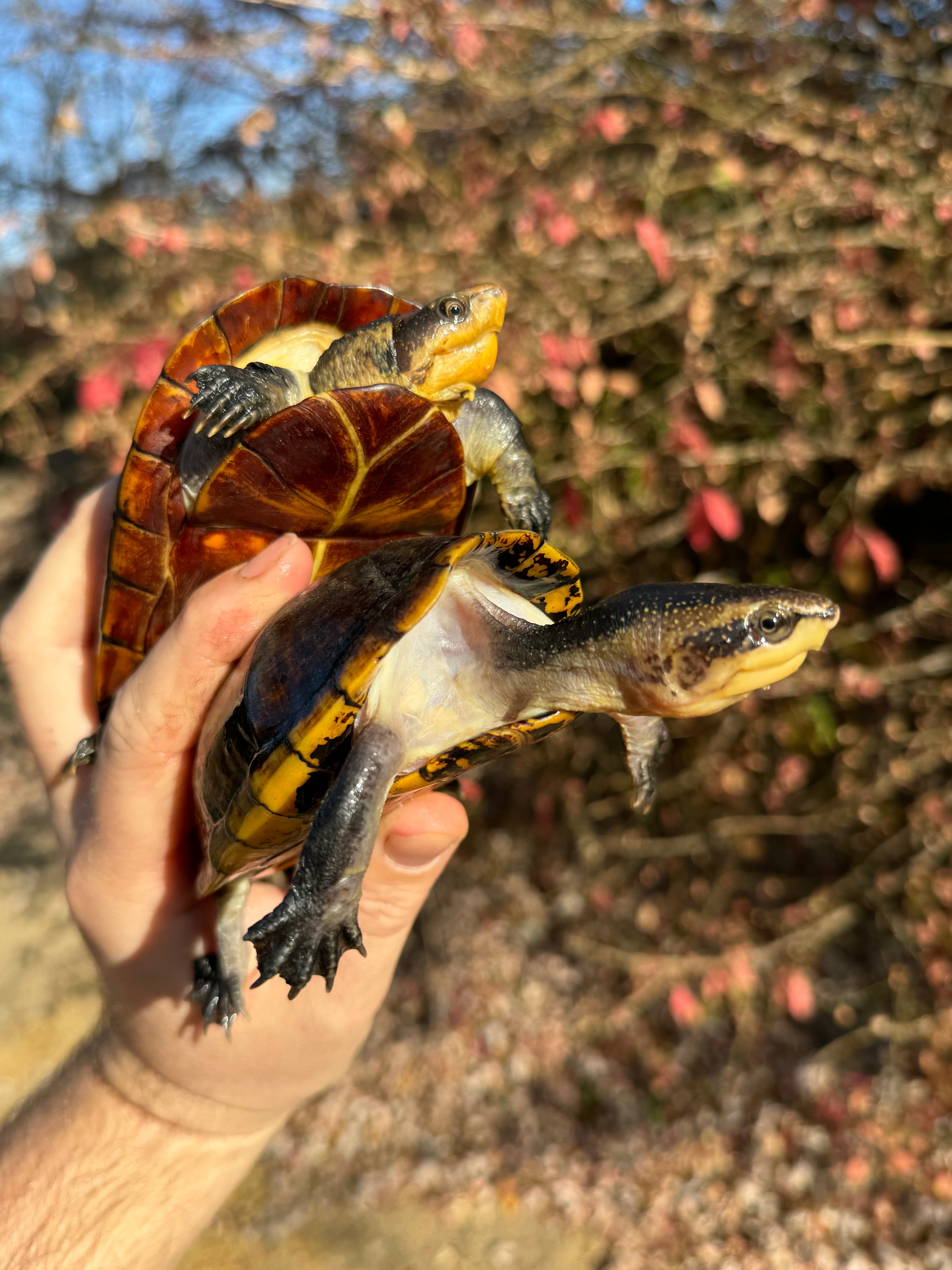White Lipped Mud Turtle Babies For Sale | American Reptile Distributors