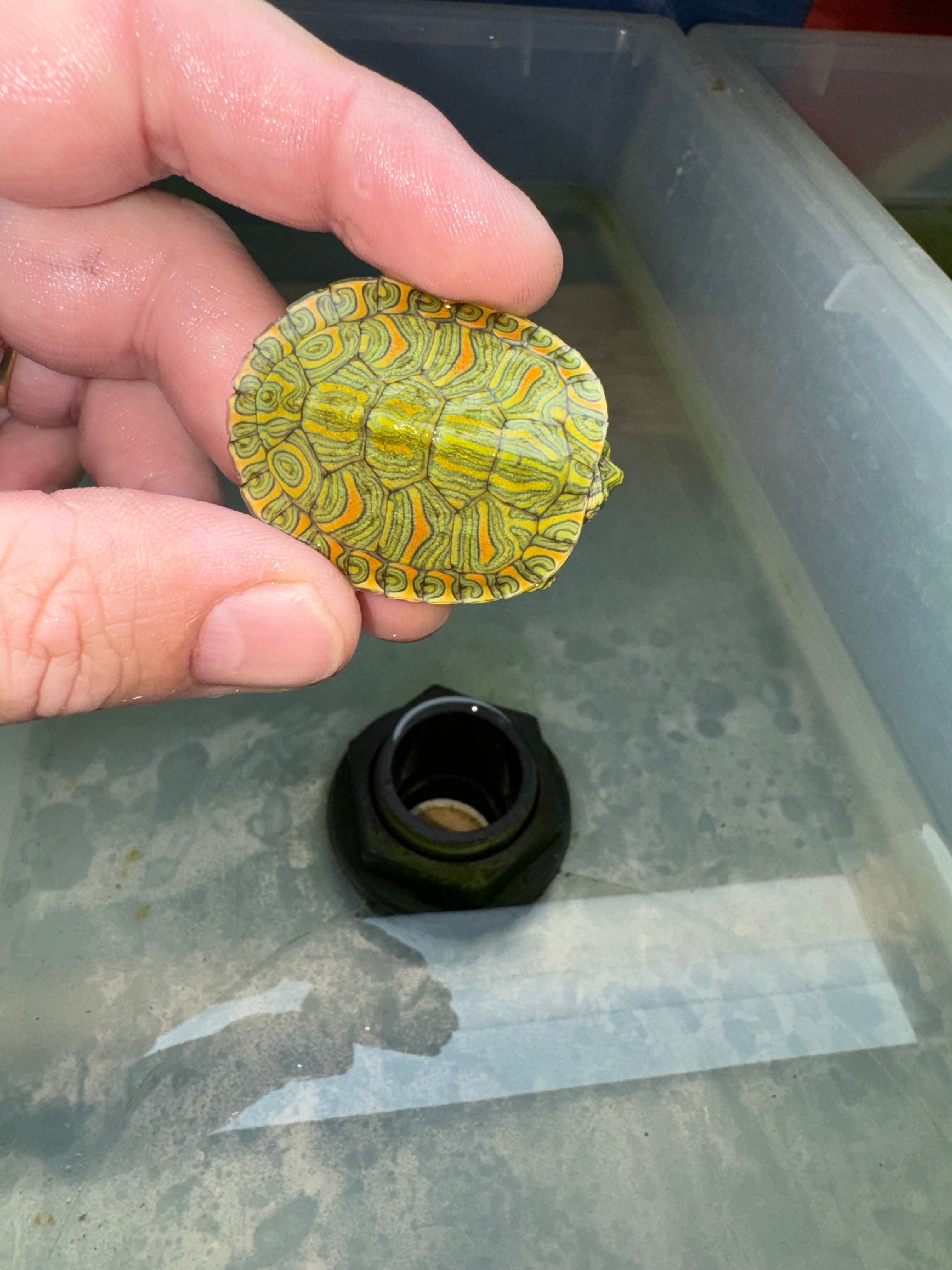 Baby Pastel Clown Red Eared Slider Turtles For Sale | American Reptile ...