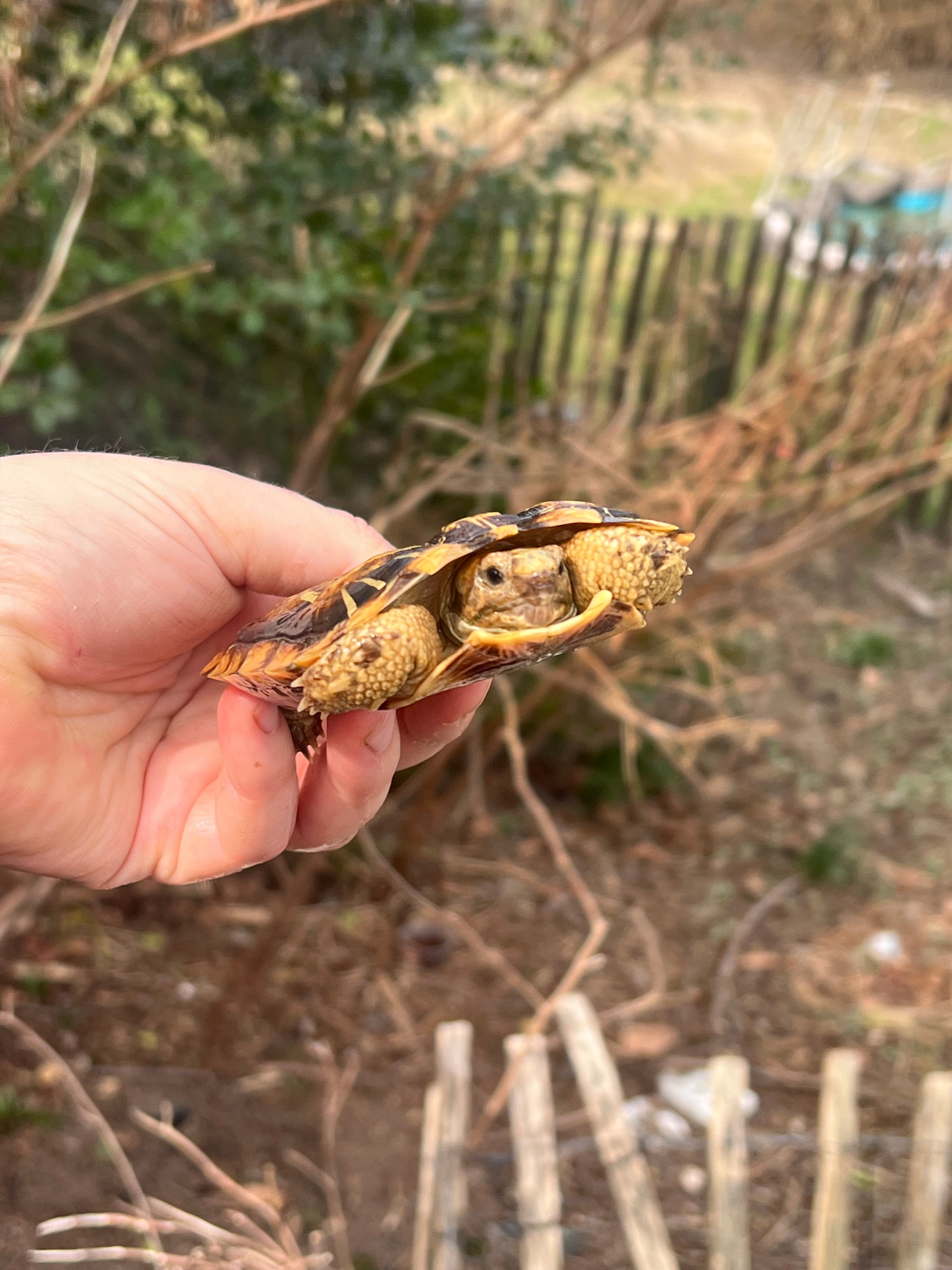 Pancake Tortoise Adult Male #1 (Malacochersus tornieri)