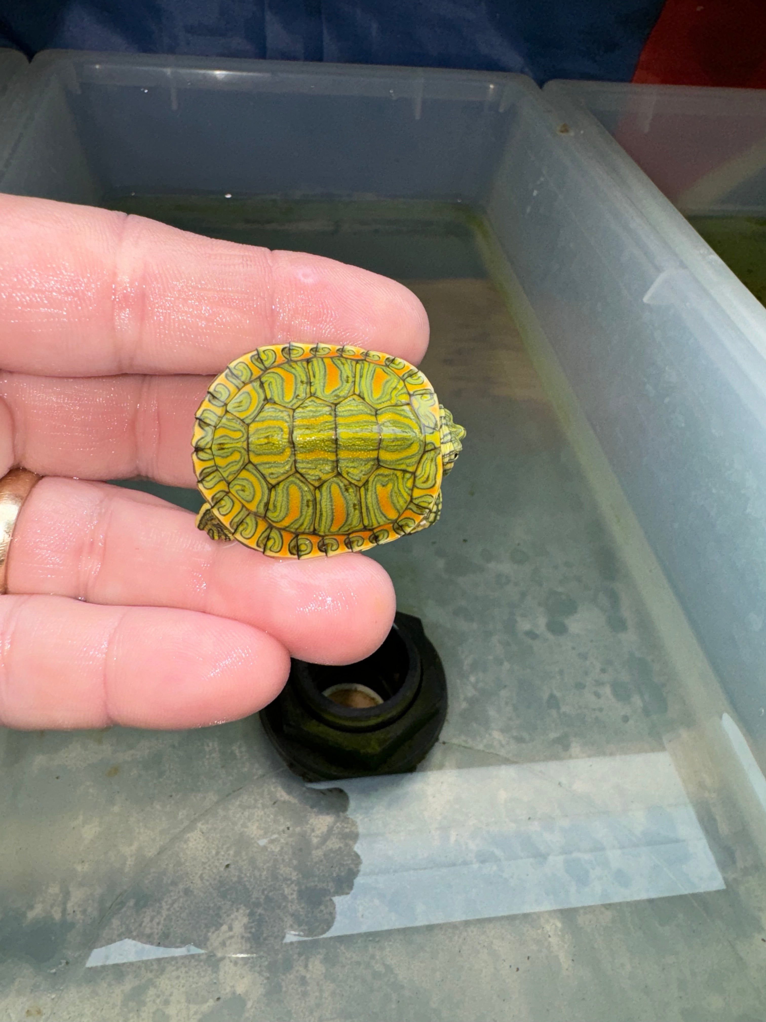 Baby Pastel Clown Red Eared Slider Turtles For Sale | American Reptile ...