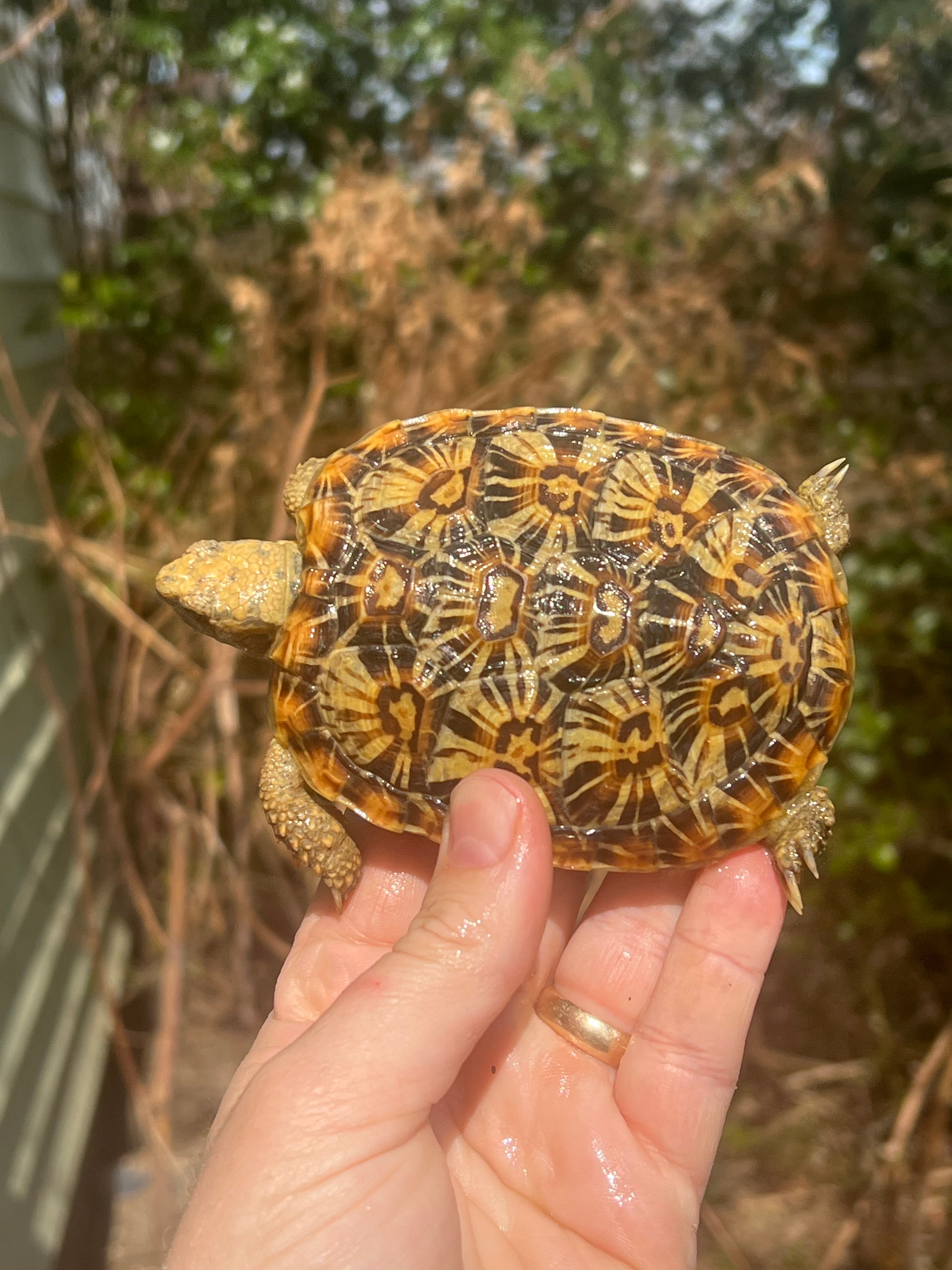 HI White Pancake Tortoise Adult Female #3 (Malacochersus tornieri)