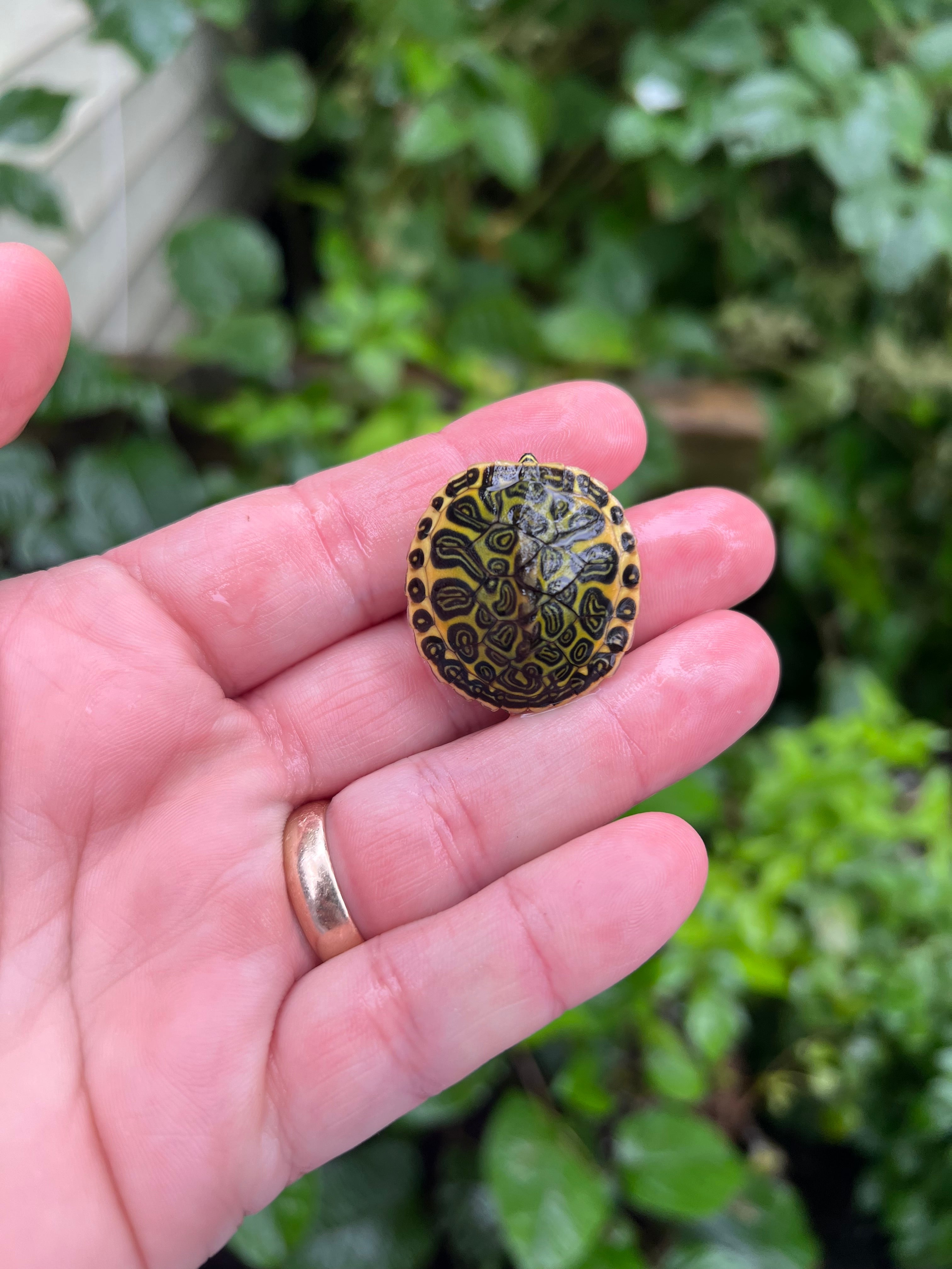 Baby Florida Red Bellied Turtles For Sale | American Reptile Distributors
