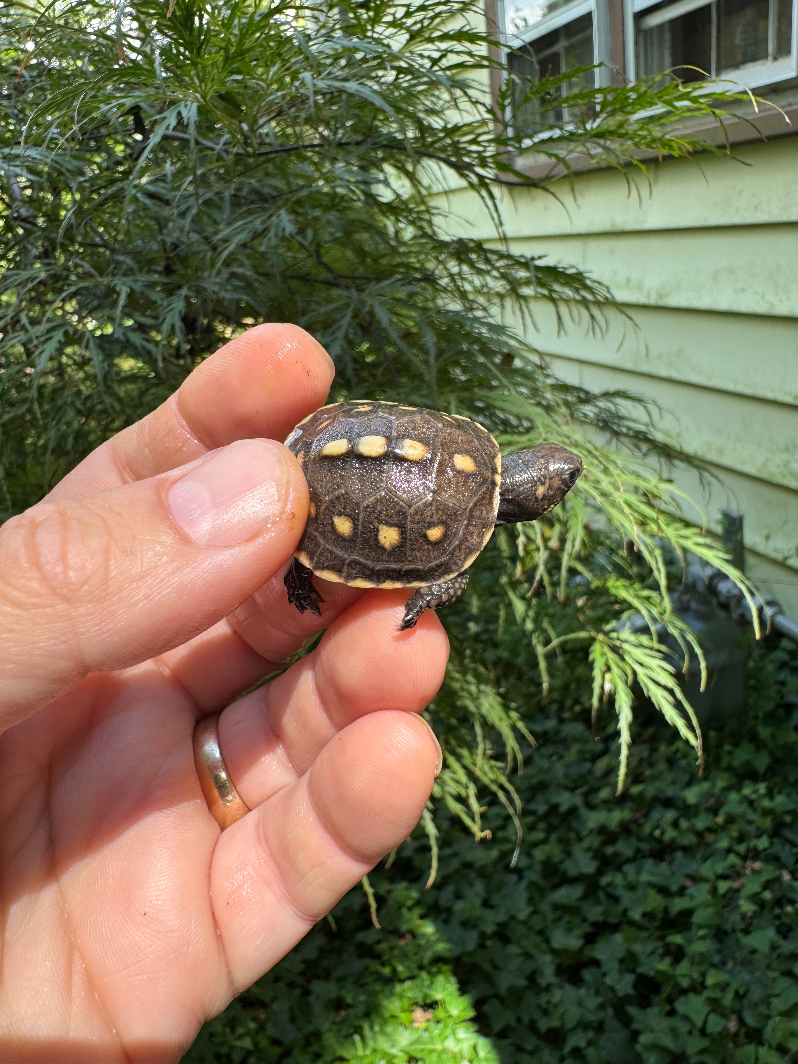 Baby Eastern Box Turtles For Sale | American Reptile Distributors