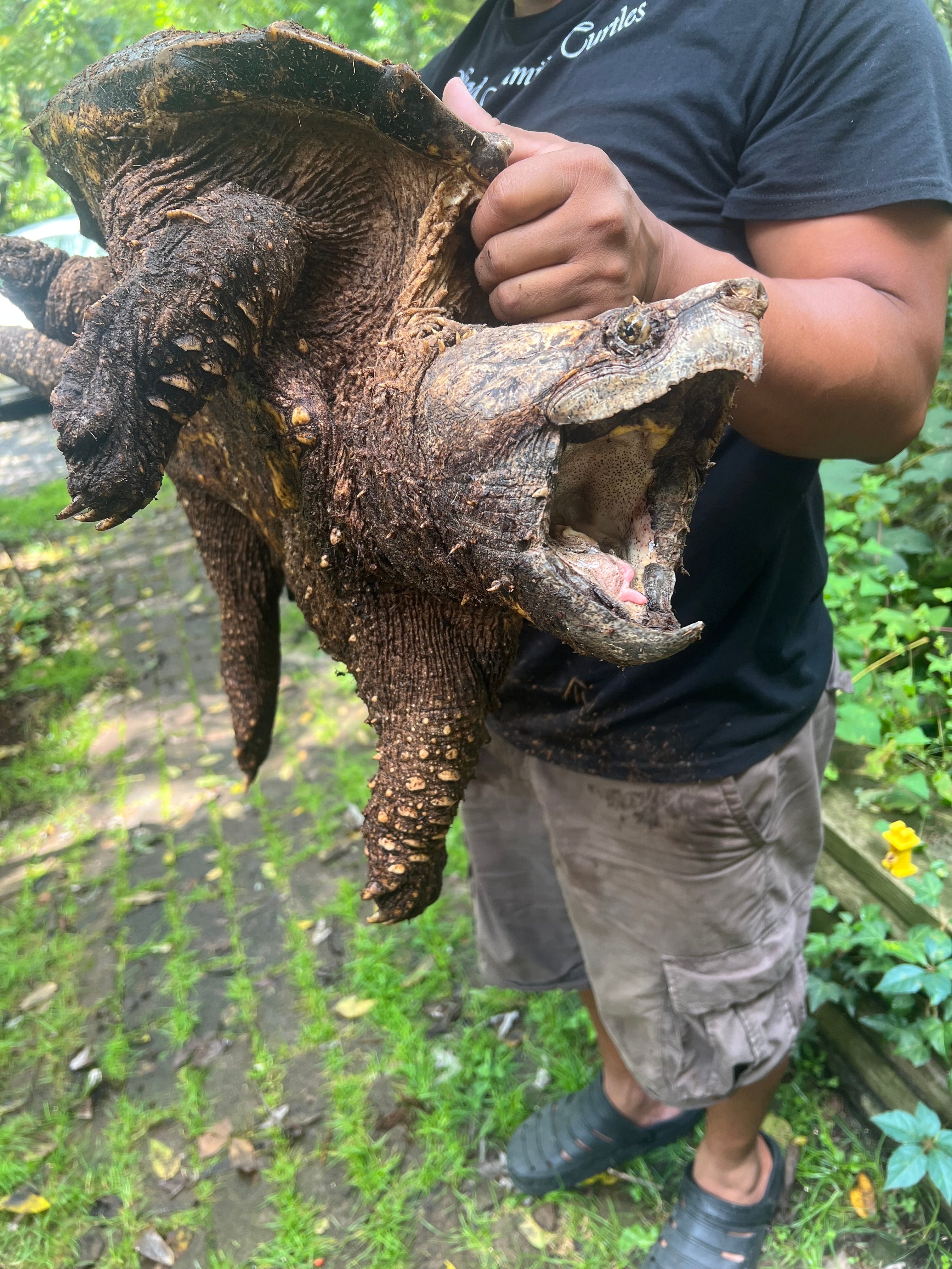 Alligator Snapping Turtles For Sale | American Reptile Distributors