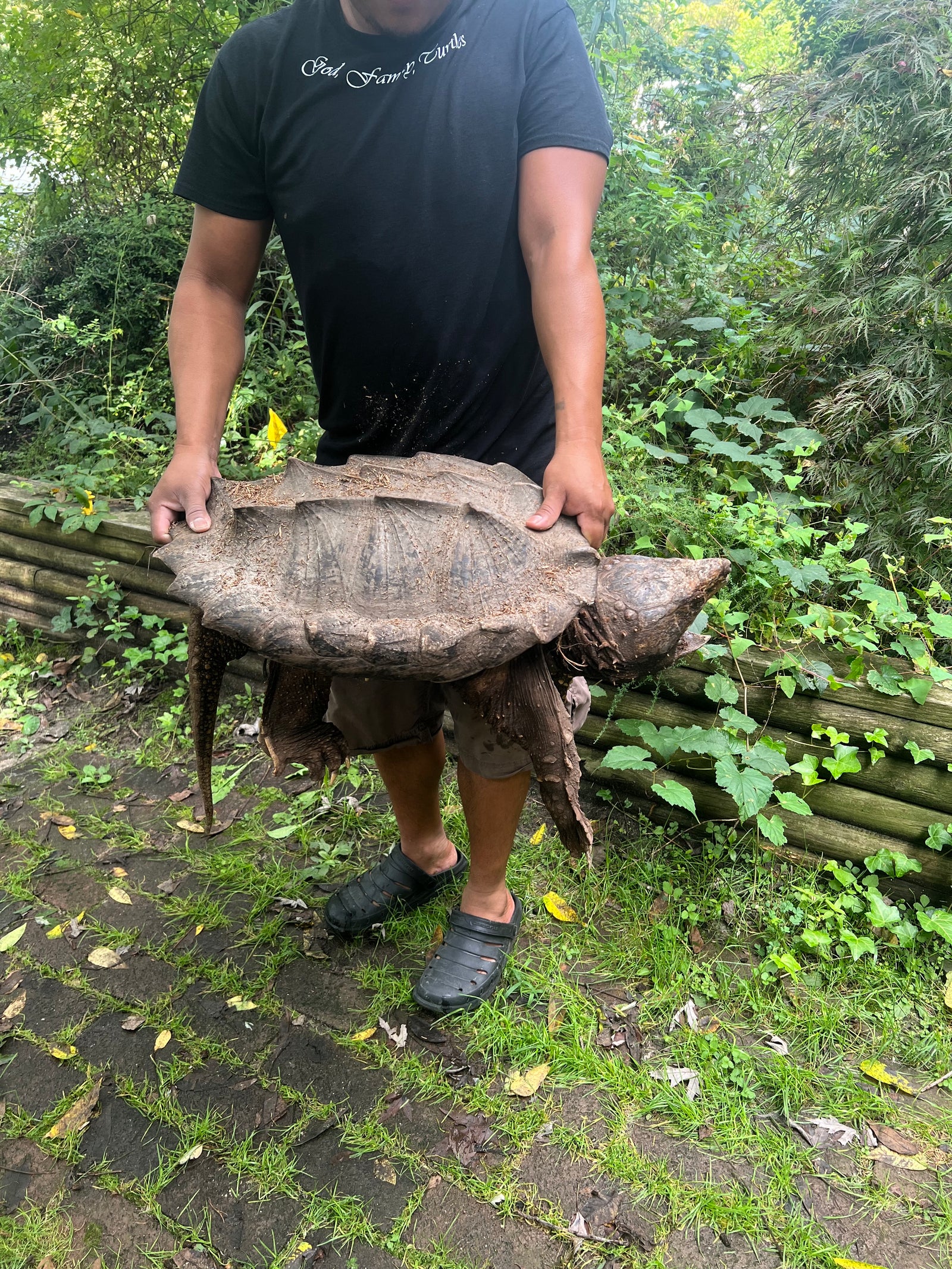 Alligator Snapping Turtles For Sale | American Reptile Distributors