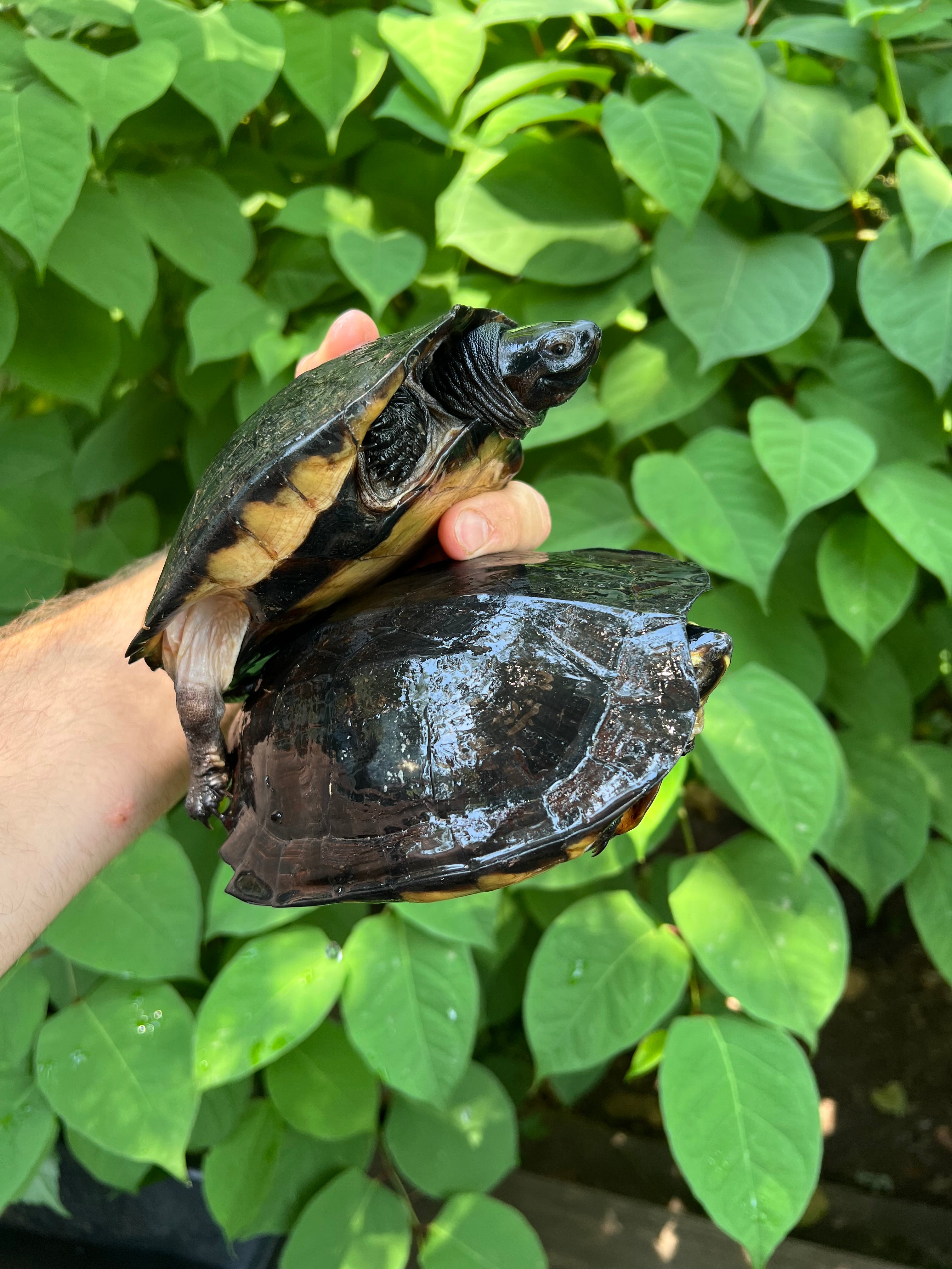 Black Marsh Turtles For Sale | American Reptile Distributors
