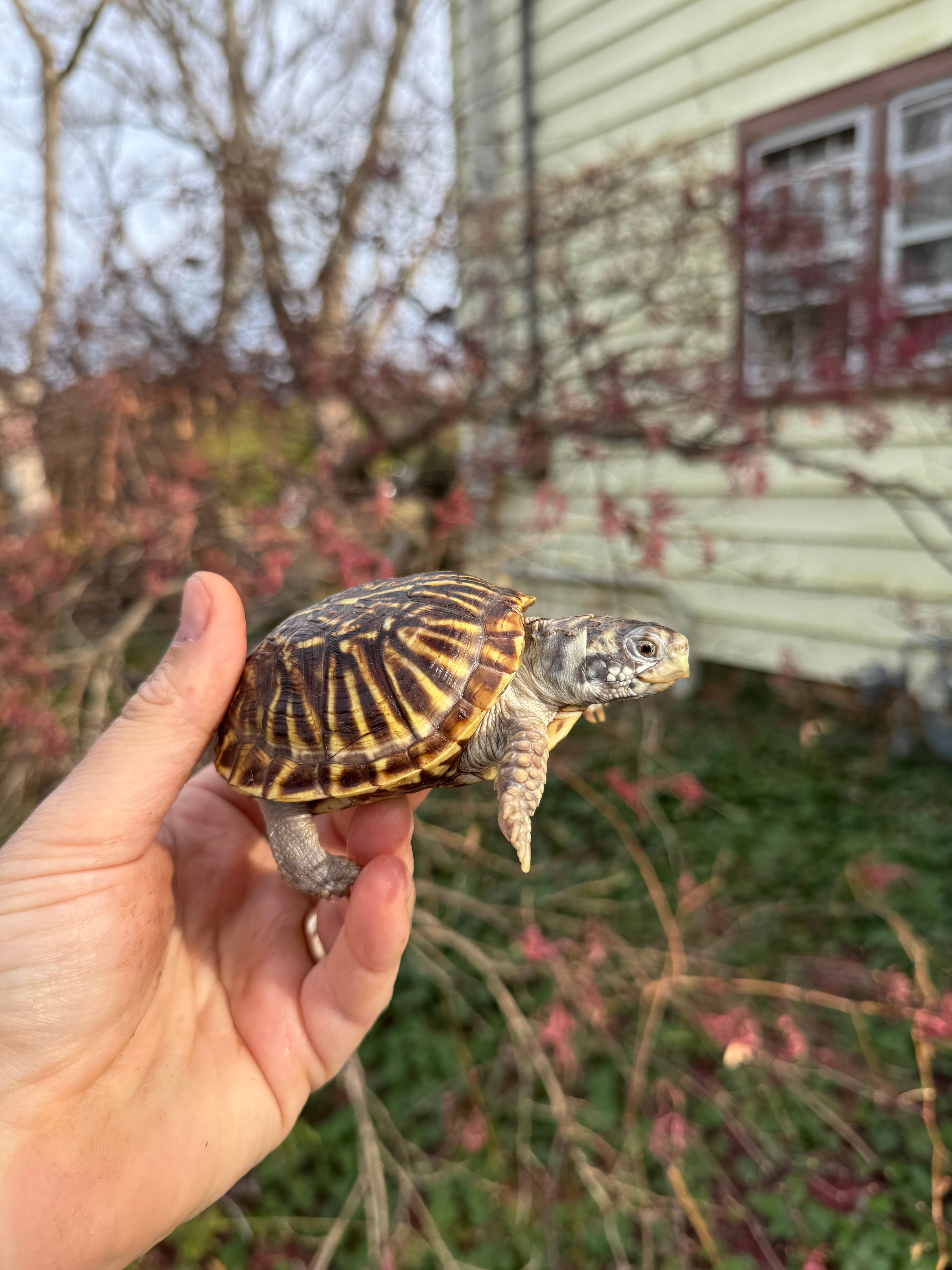 For Sale - Desert Box Turtle Adult Female CB #1 $299.99 | FaunaClassifieds
