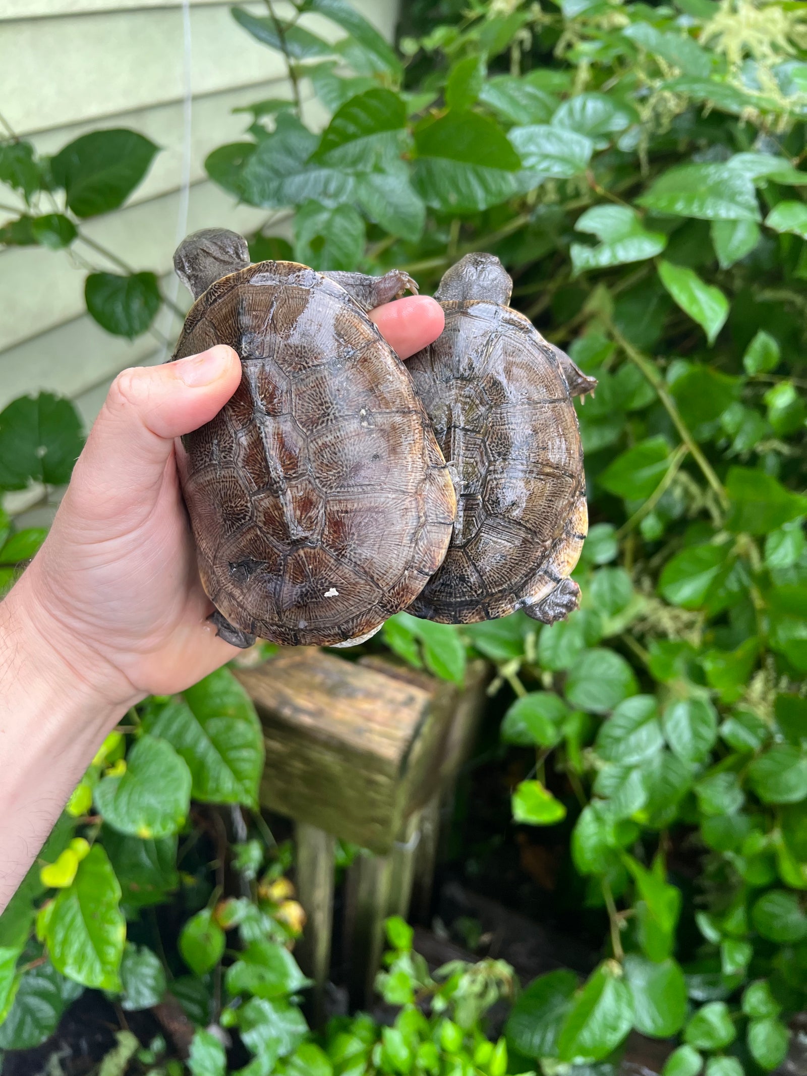 Adanson's Mud Turtles For Sale | American Reptile Distributors
