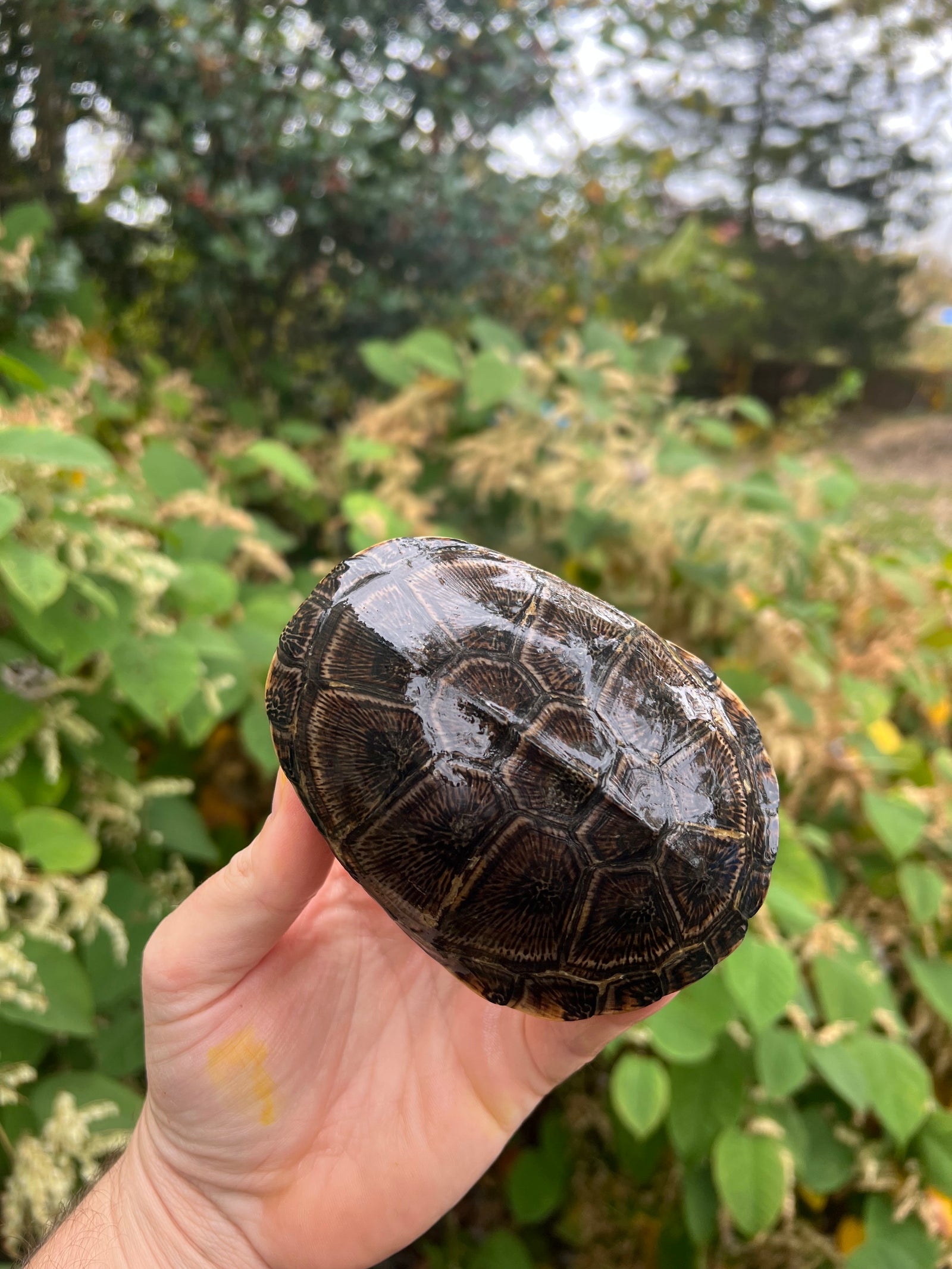 Adanson's Mud Turtles For Sale | American Reptile Distributors