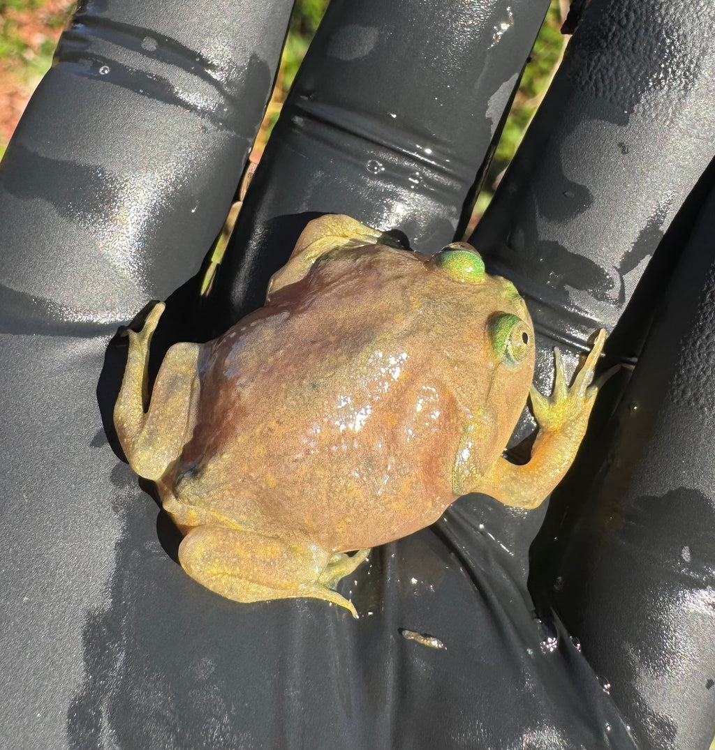 Baby Budgett’s Frog For Sale | American Reptile Distributors