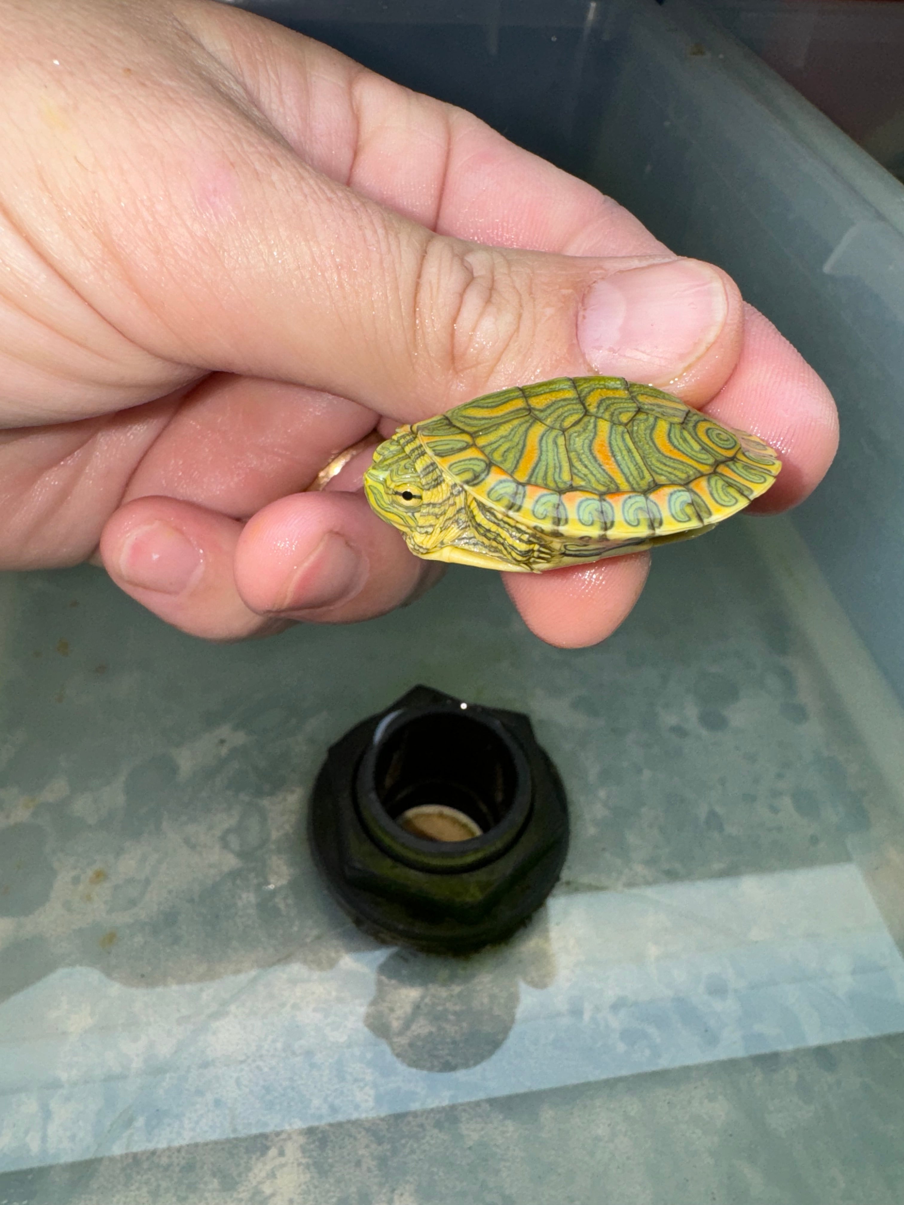 Baby Pastel Clown Red Eared Slider Turtles For Sale | American Reptile ...