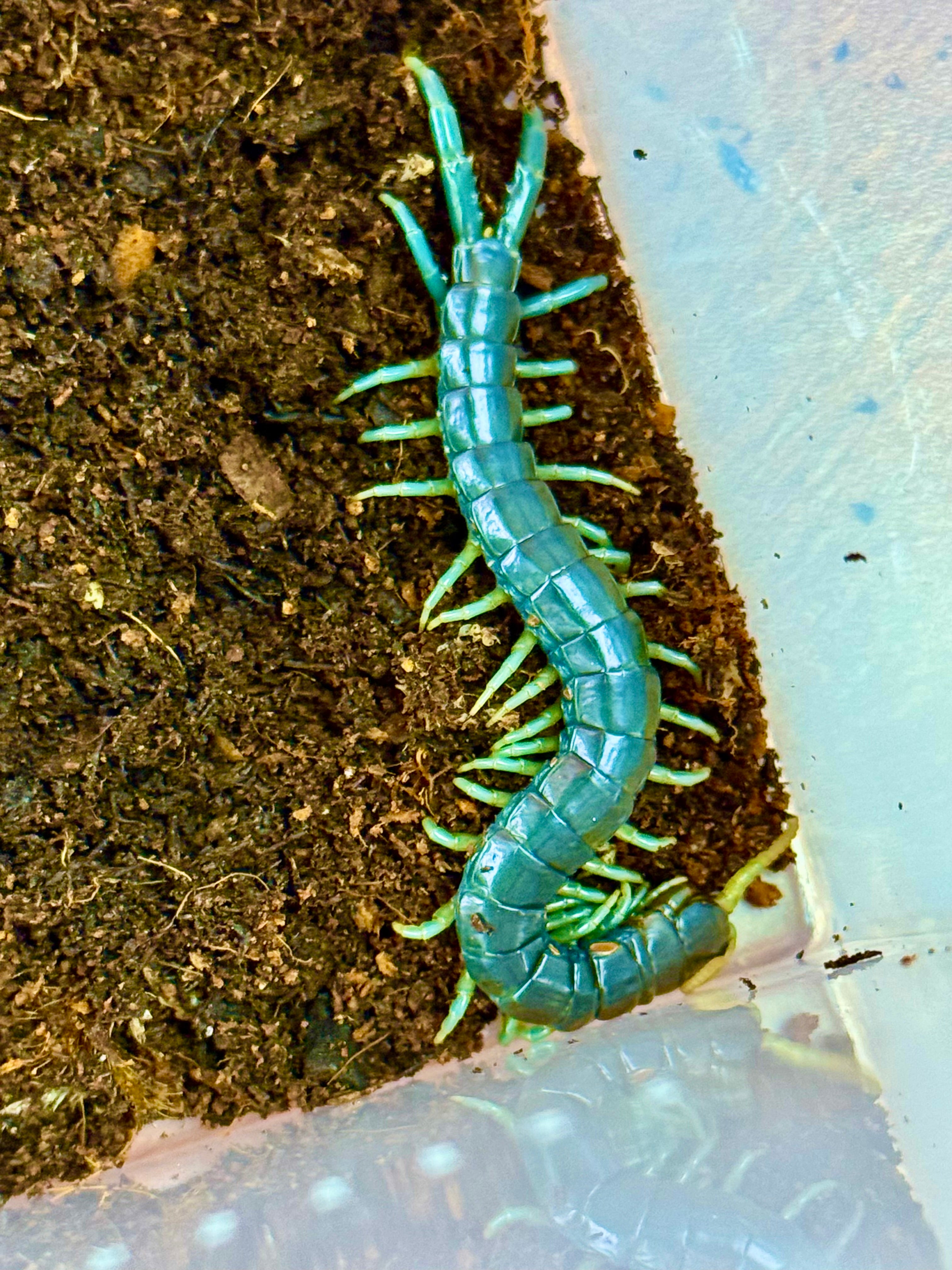 Borneo Electric Blue Centipedes For Sale | American Reptile Distributors