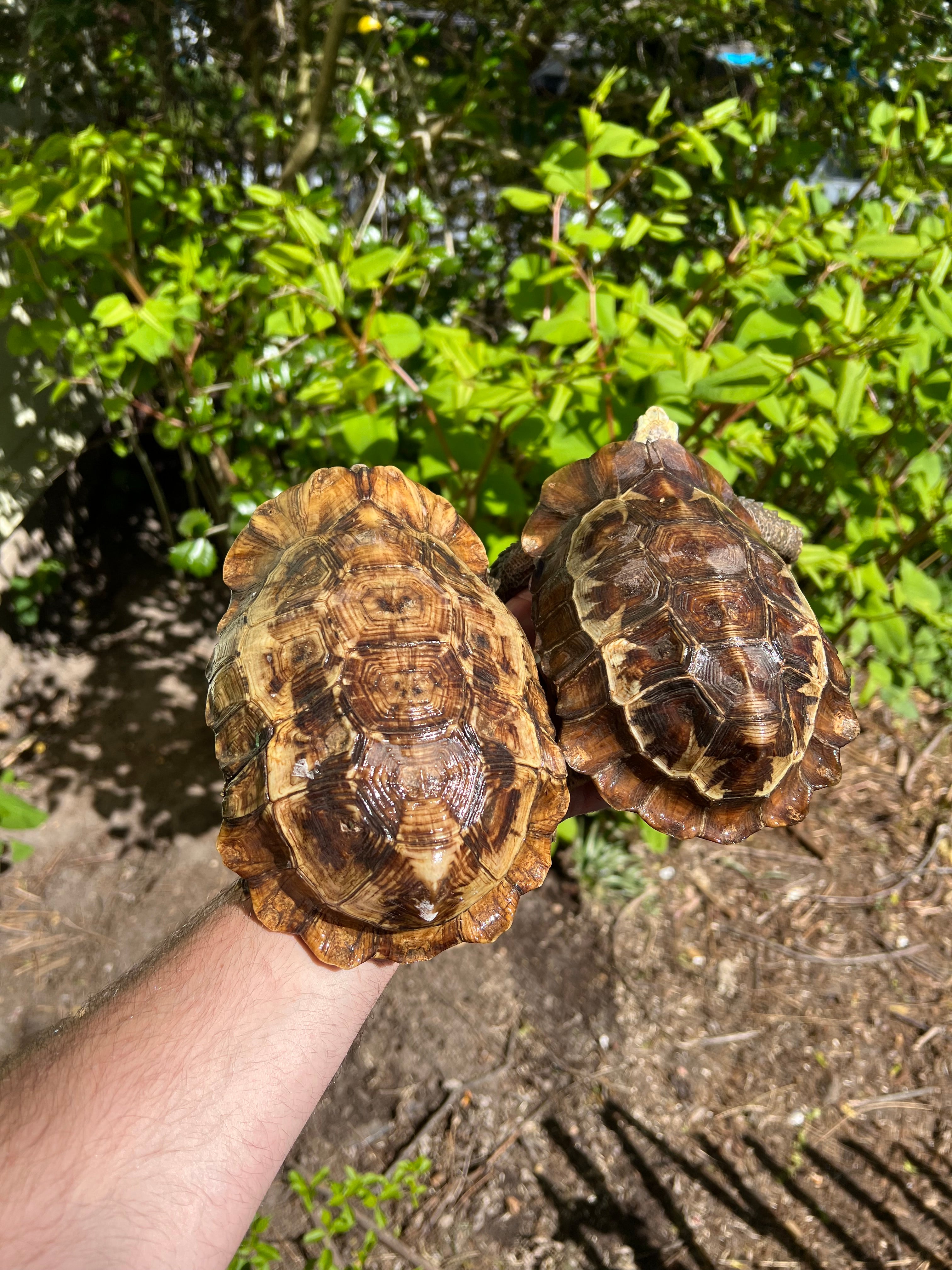 Home's Hinge-back Tortoise For Sale | American Reptile Distributors