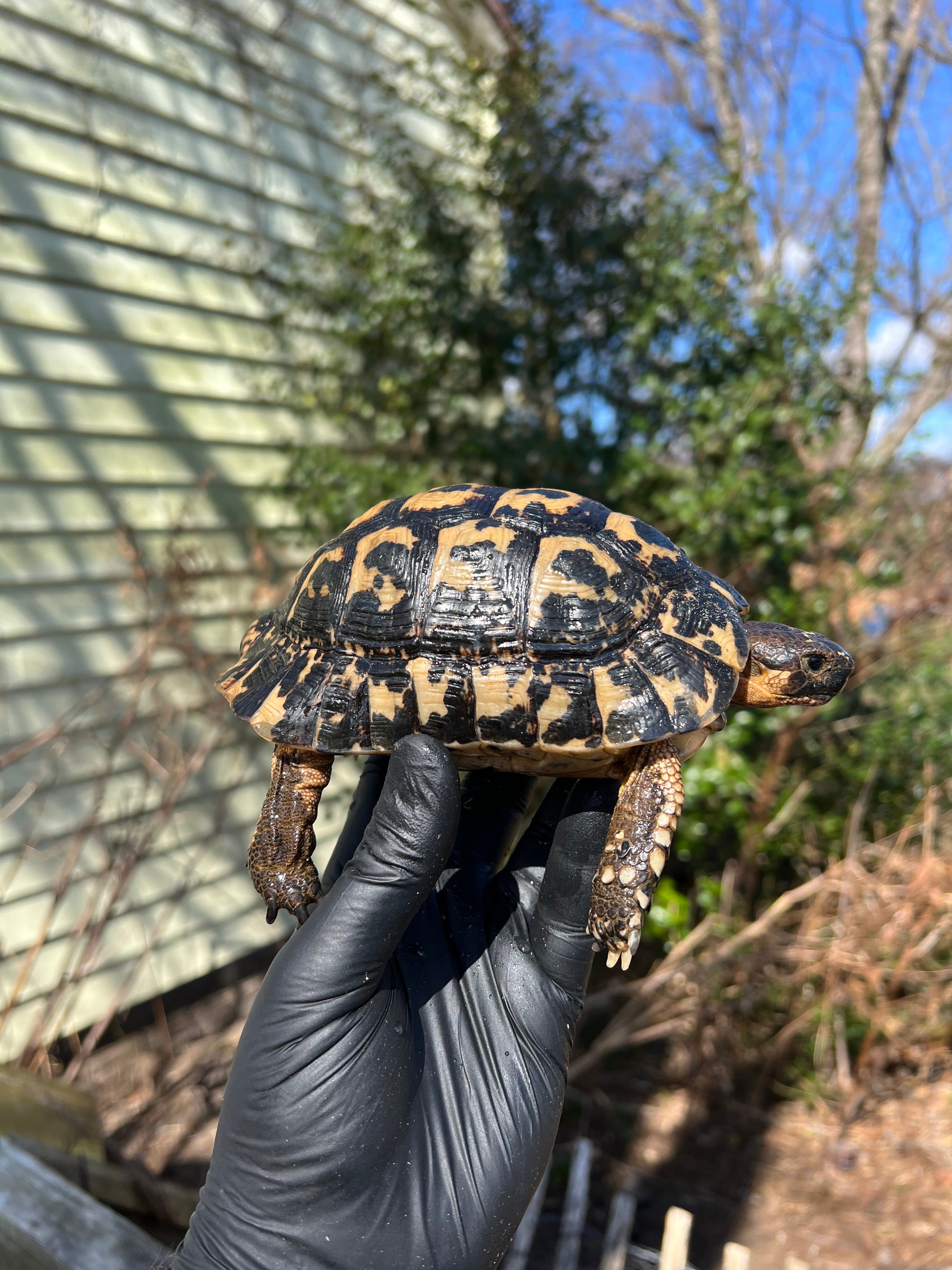 Libyan Greek Tortoise For Sale | American Reptile Distributors