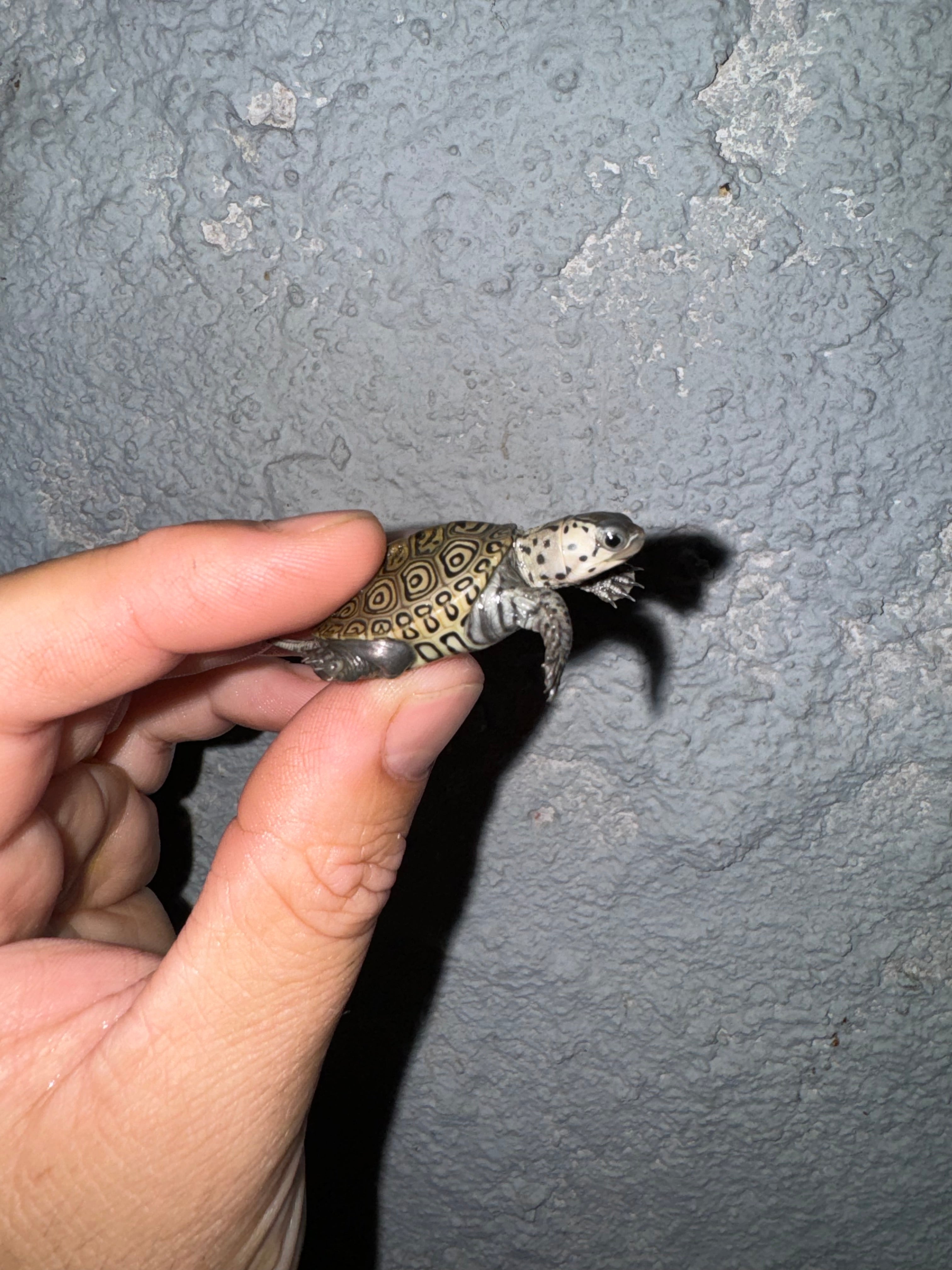 Concentric Diamondback Terrapin (Malaclemys terrapin) For Sale ...